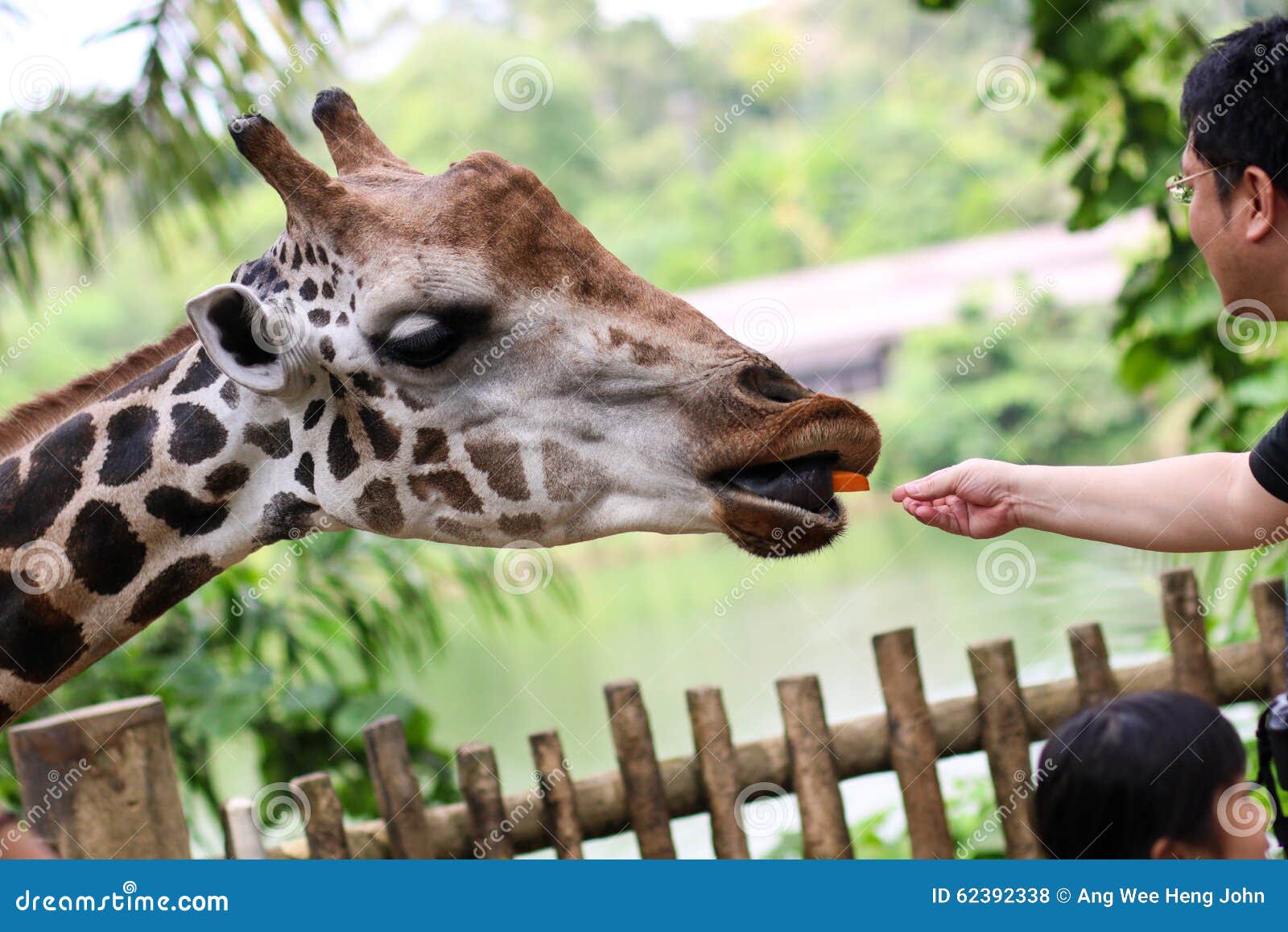 Feeding Giraffe Carrots in Zoo Editorial Stock Photo - Image of giraffe ...