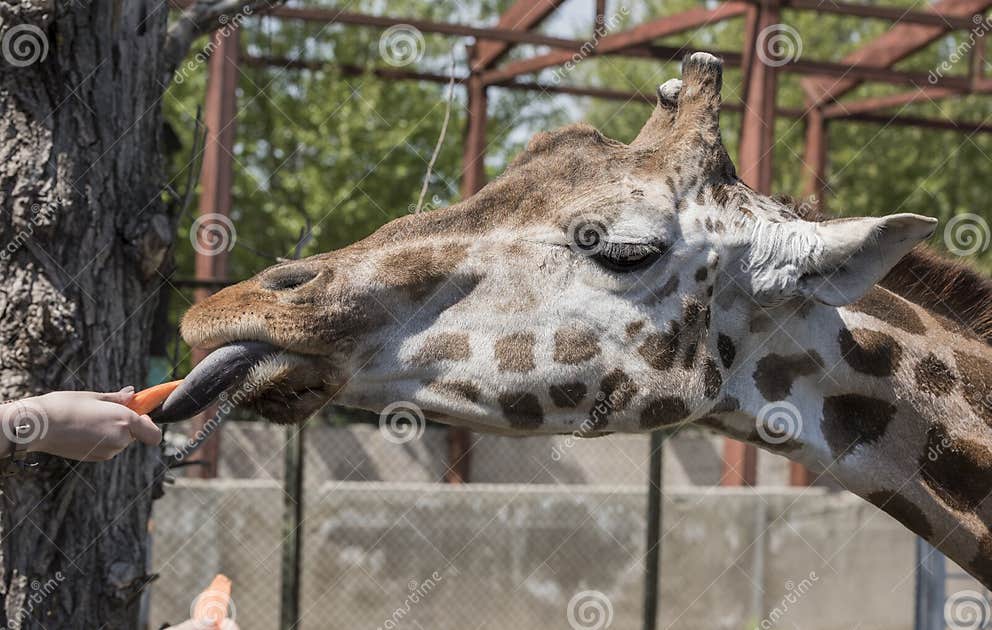 Feeding Giraffe Sweet Carrots Stock Photo - Image of background, wild ...