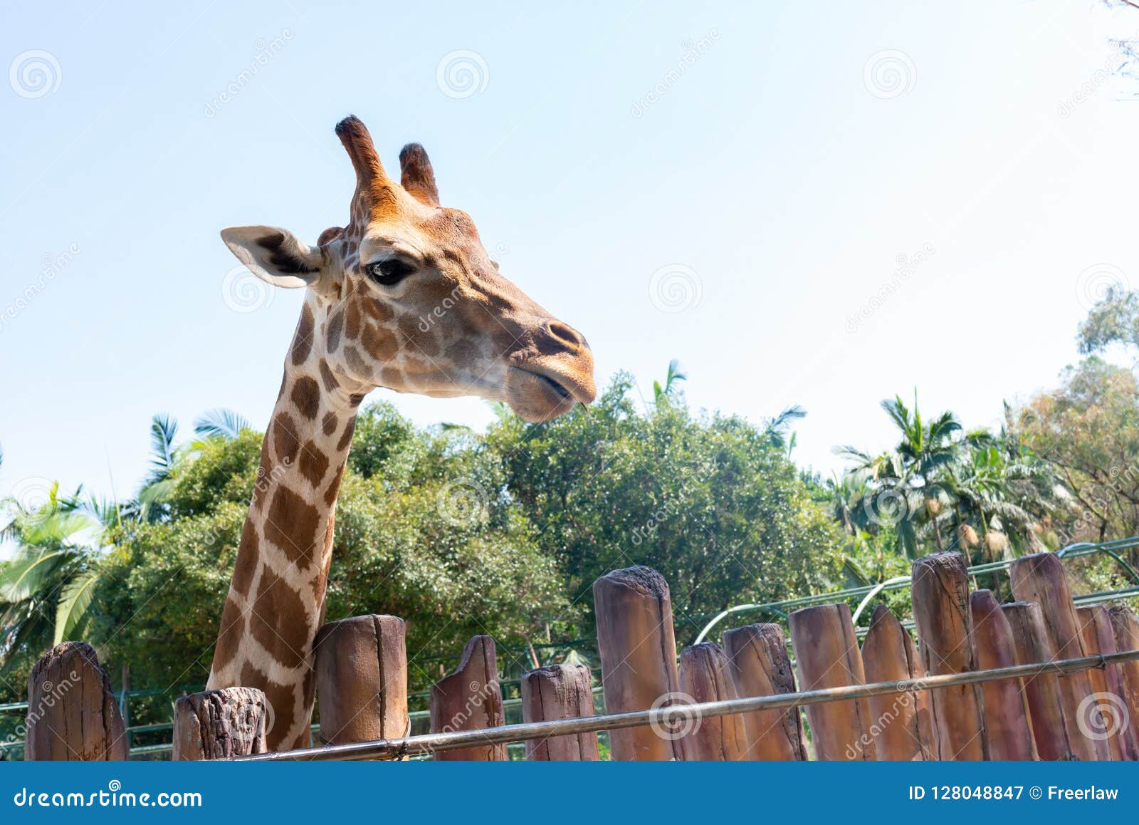 Feeding giraffe in zoo stock image. Image of nature - 128048847