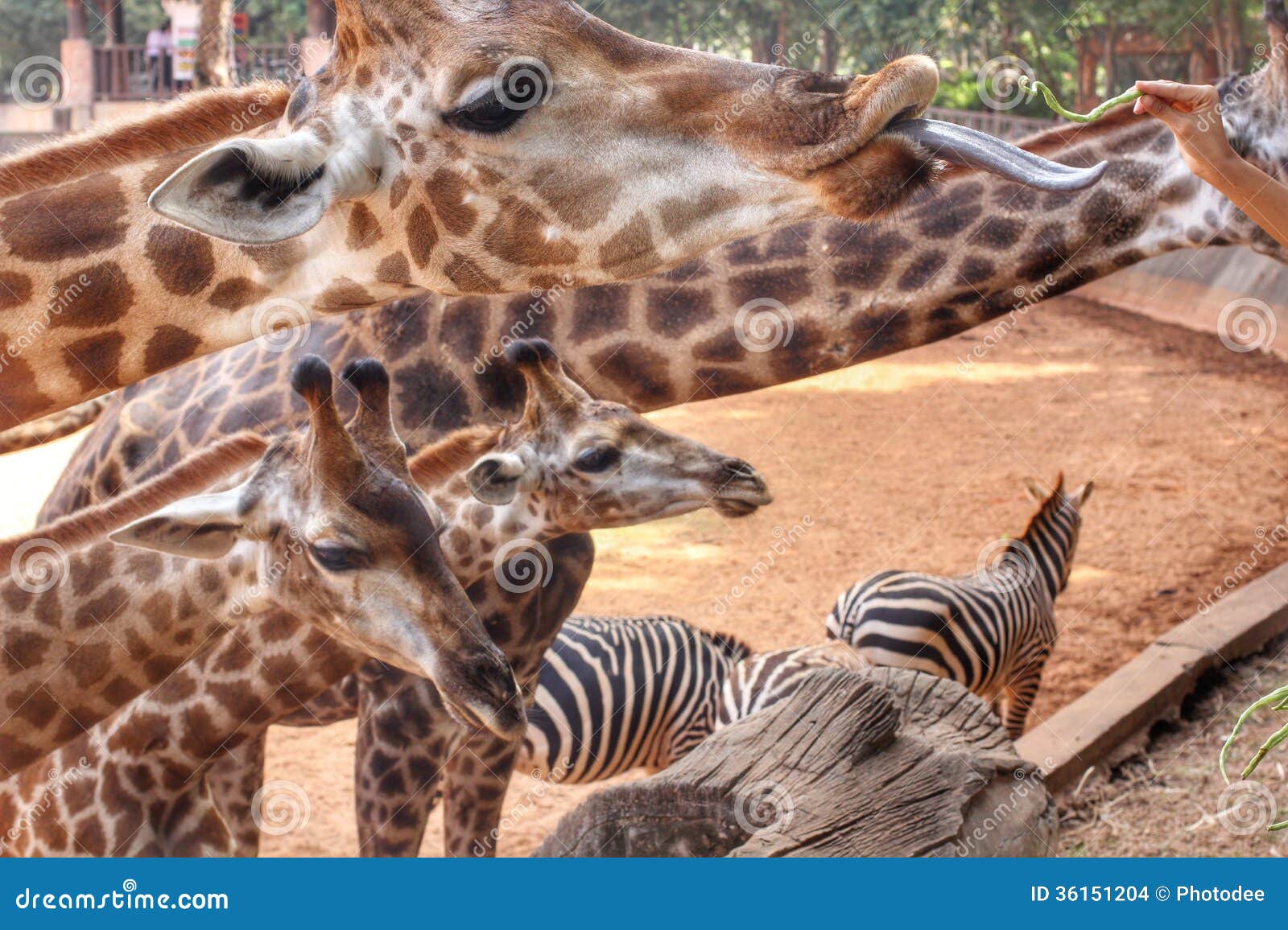 Feeding Giraffe stock photo. Image of feed, nature, holiday - 36151204