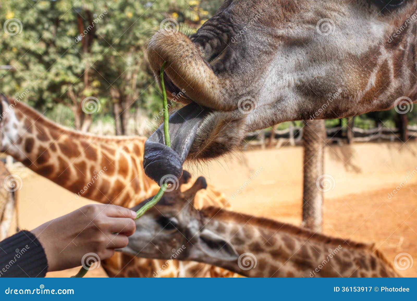 Feeding Giraffe stock image. Image of eating, feed, holiday - 36153917