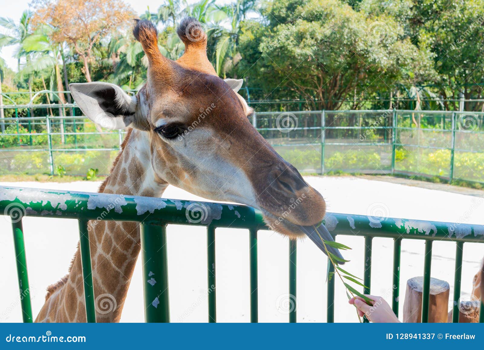 Feeding giraffe in zoo stock image. Image of recreation - 128941337