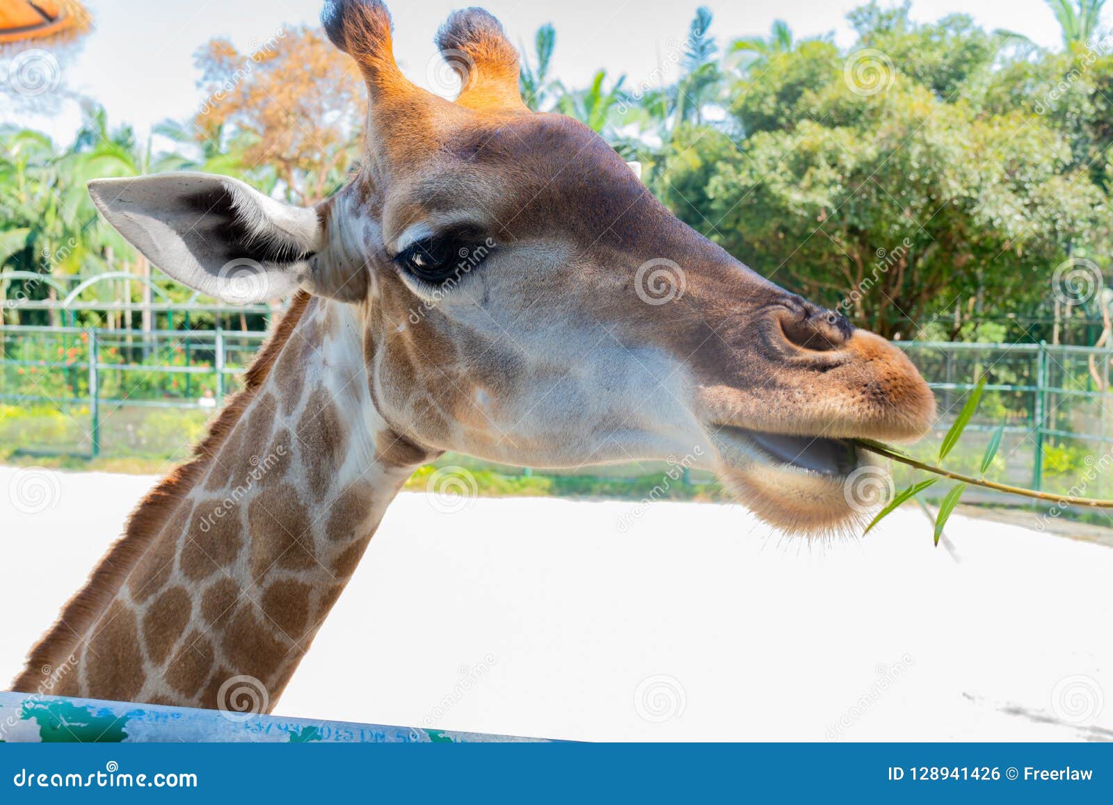 Feeding giraffe in zoo stock photo. Image of neck, feeding - 128941426