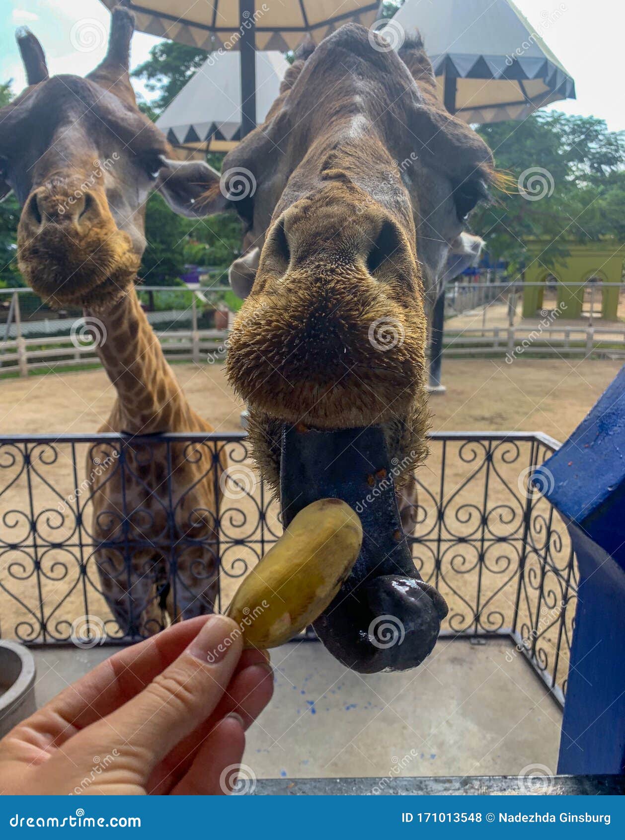 Feeding a Giraffe in the Zoo Stock Photo - Image of animal, group ...