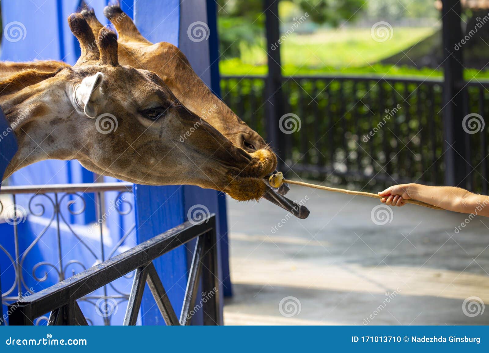 Feeding a Giraffe in the Zoo Stock Photo - Image of friend, neck: 171013710