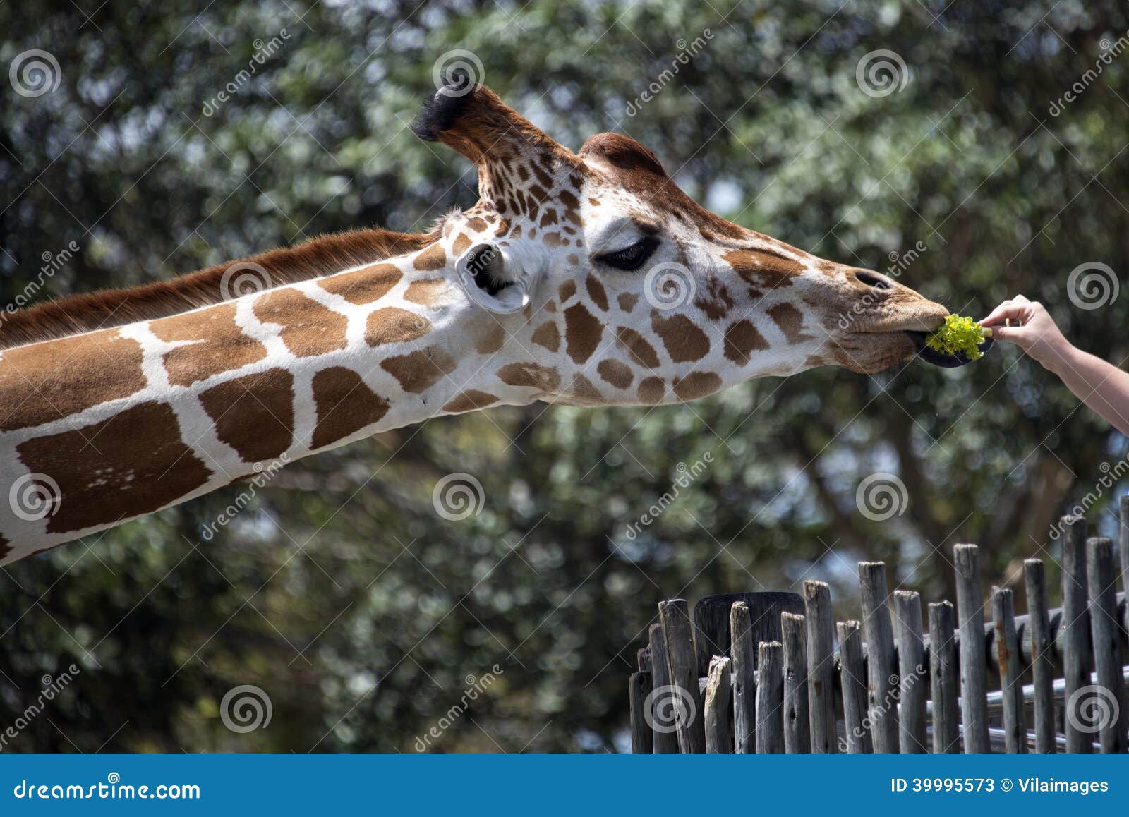 Hand Feeding a Giraffe at the Zoo Stock Image - Image of hand, giraffe ...