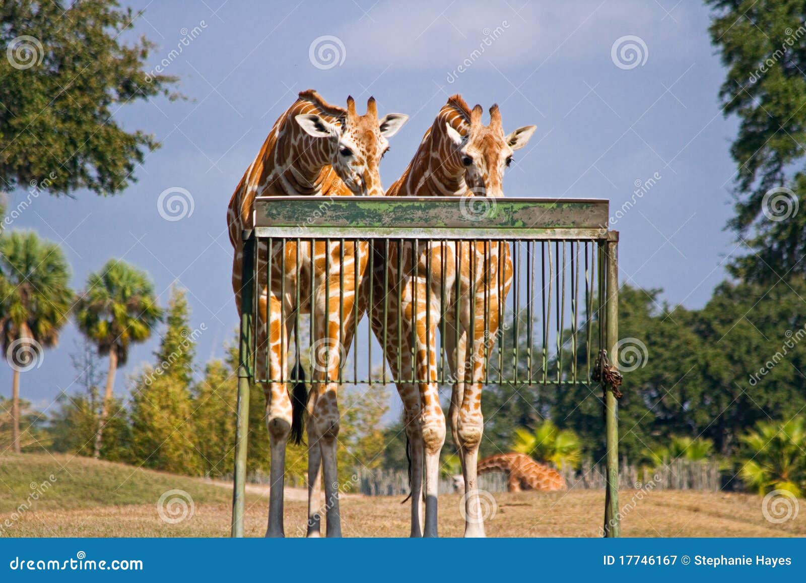 Feeding Giraffes stock image. Image of feeding, eating - 17746167