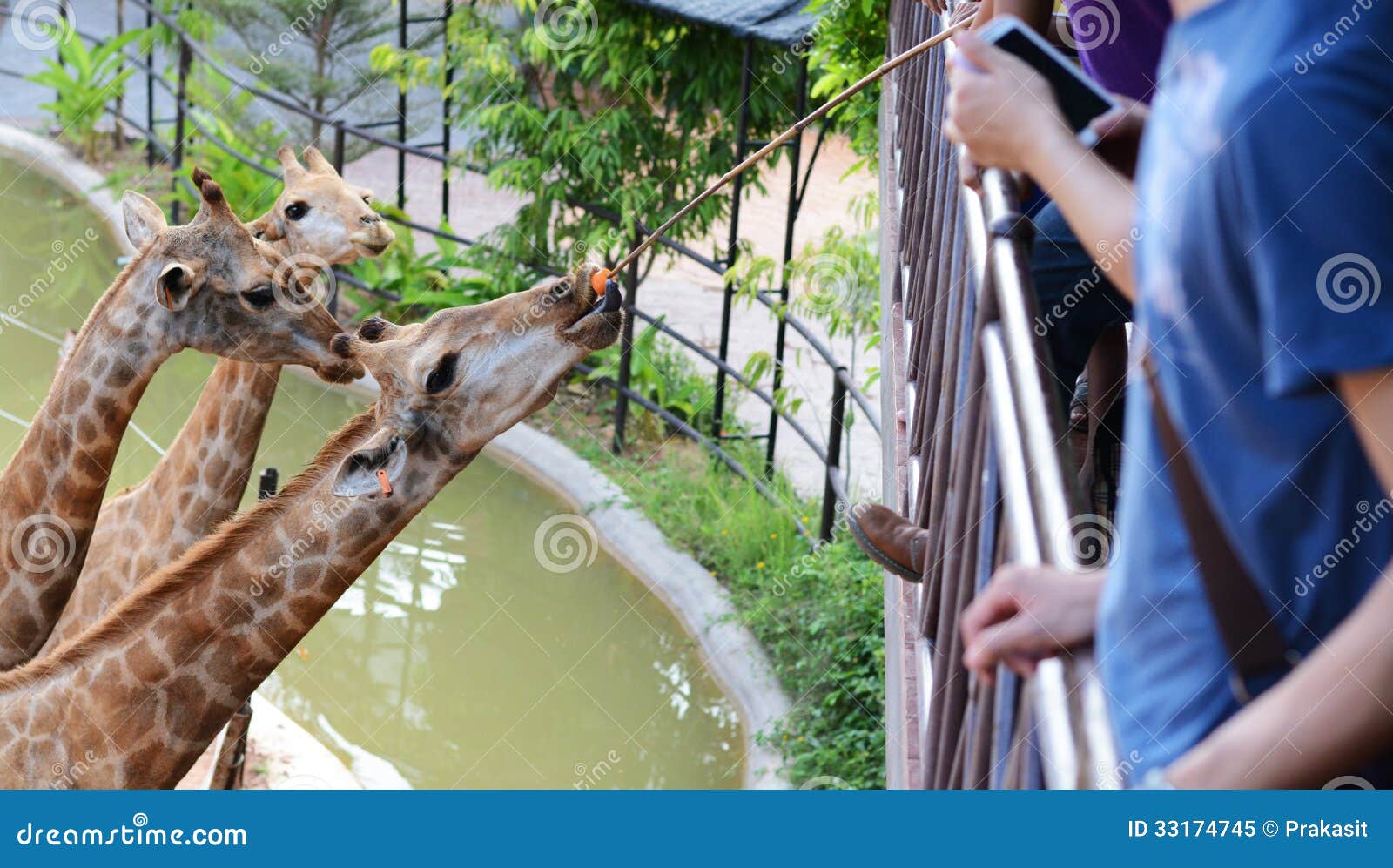 Feeding the giraffes. stock image. Image of concept, feed - 33174745