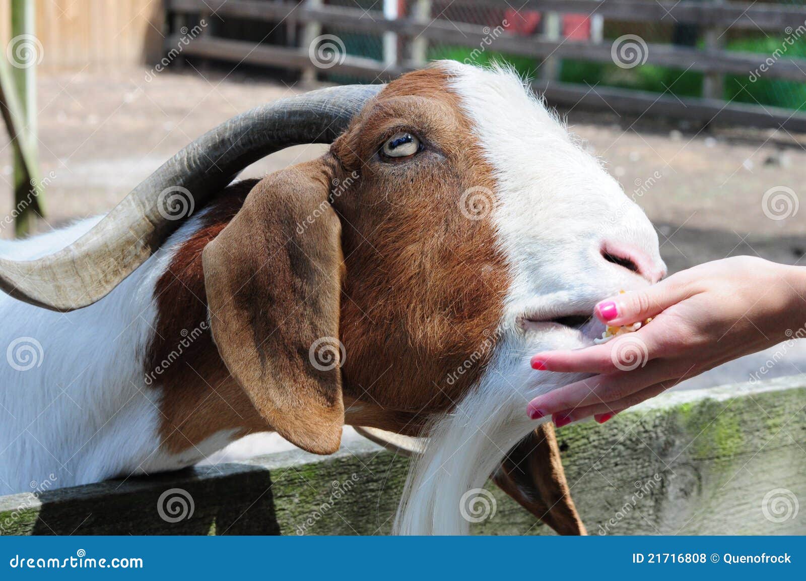 Feeding a Goat stock photo. Image of cute, human, head - 21716808
