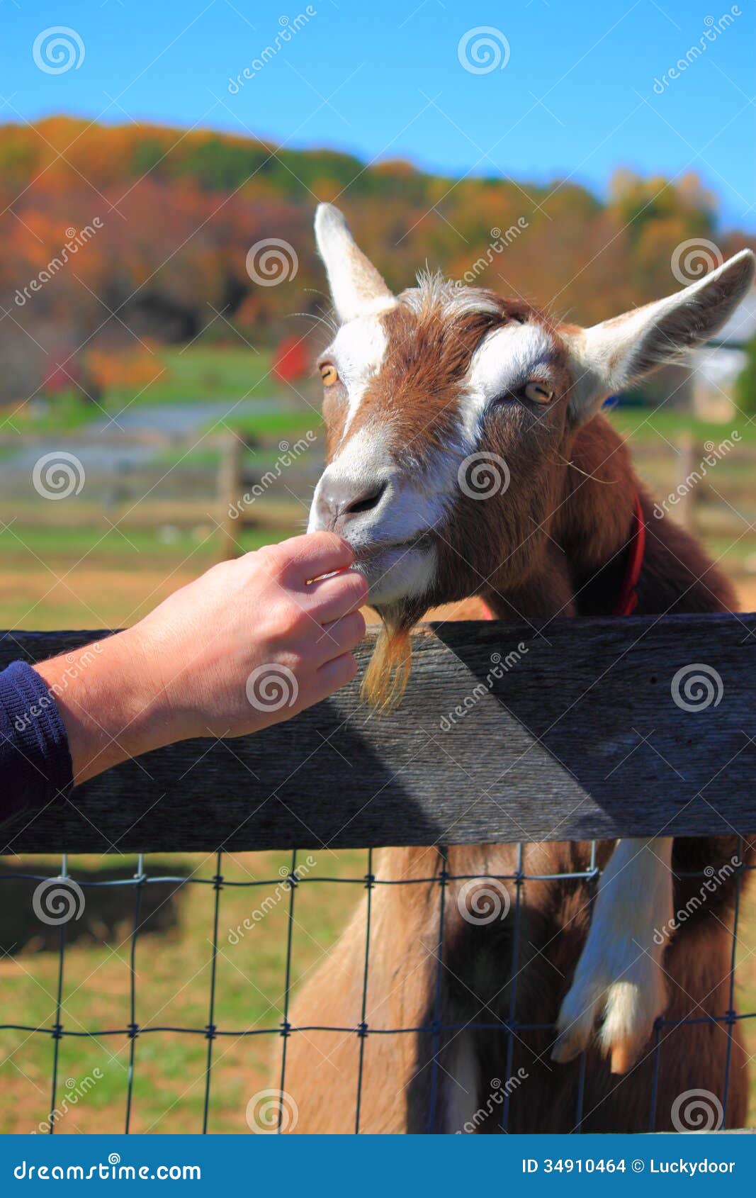Feeding Goat stock photo. Image of eating, food, fence - 34910464