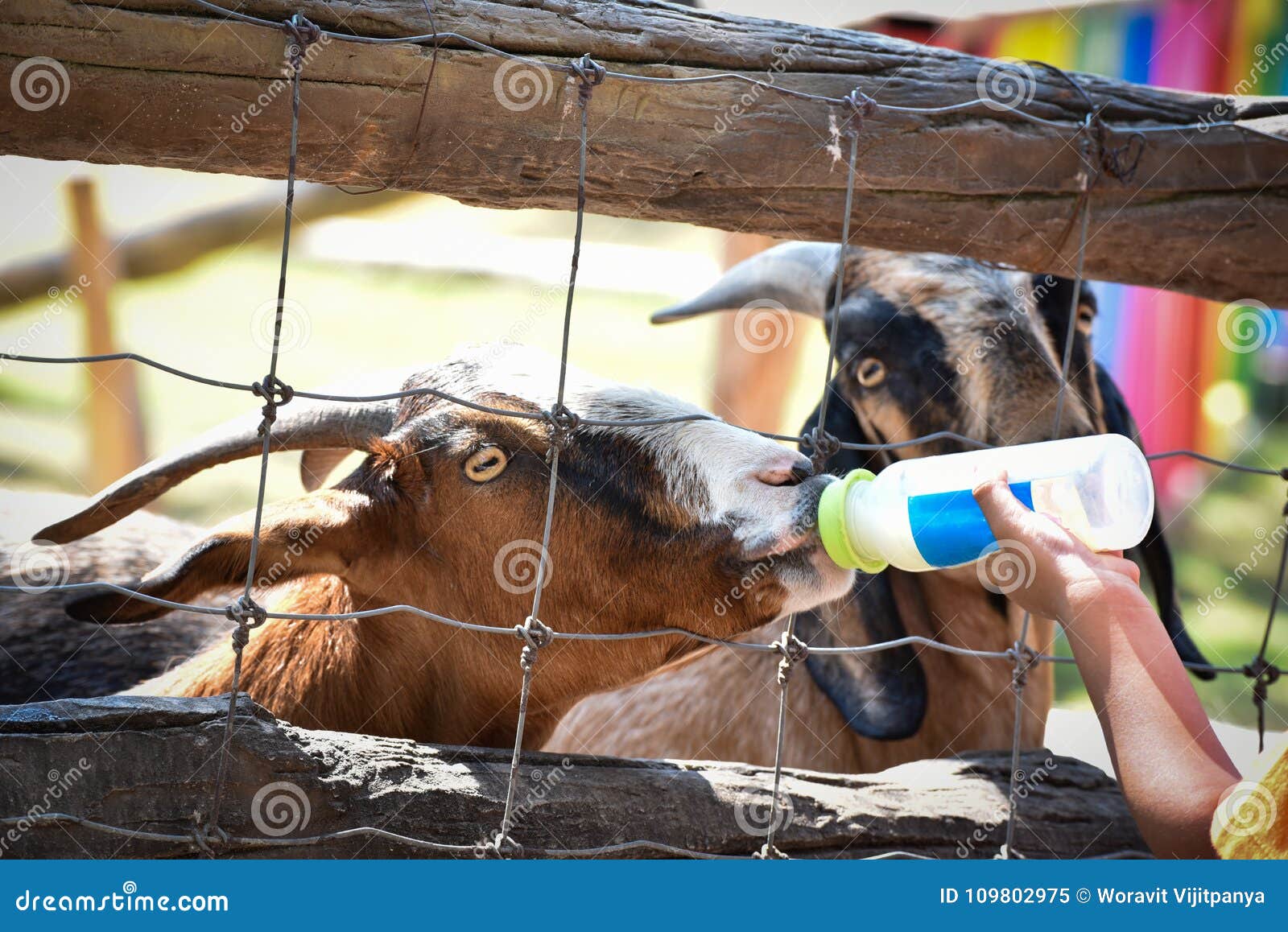 Feeding a goat stock image. Image of crate, milk, feed - 109802975