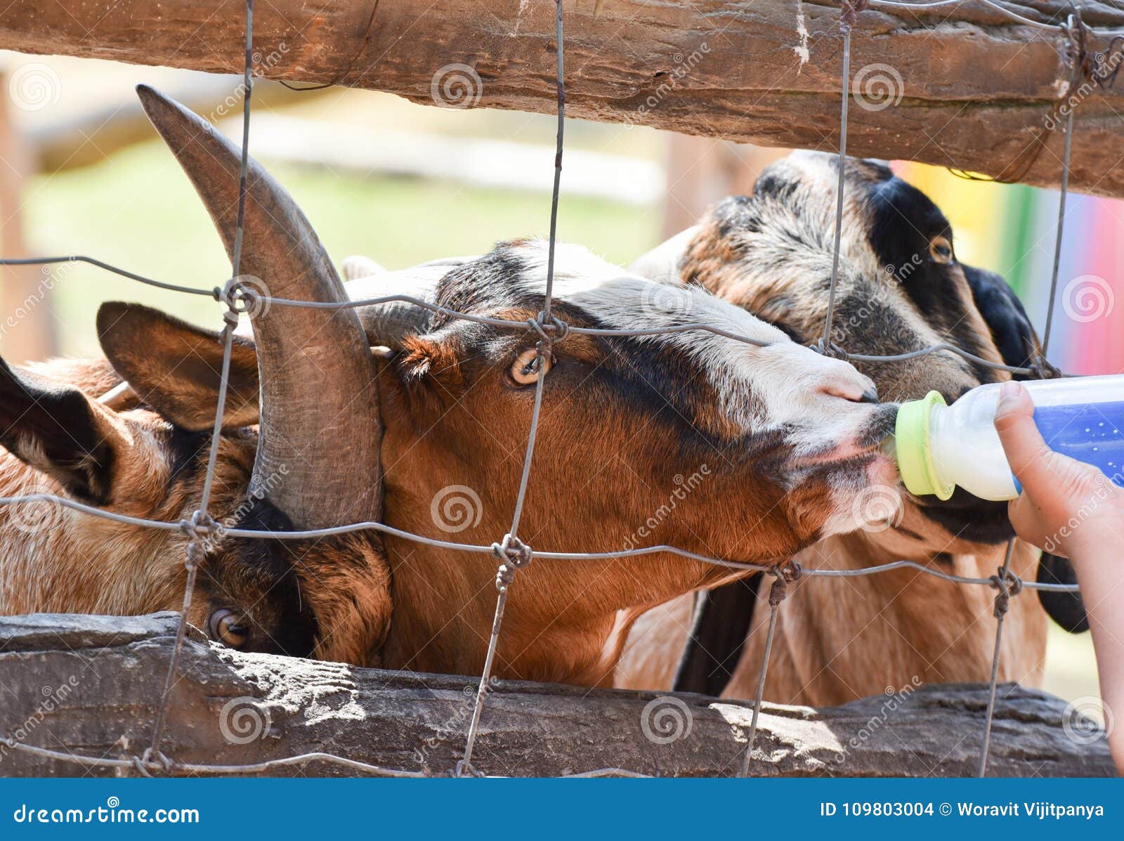Feeding a goat stock photo. Image of animals, adorable - 109803004