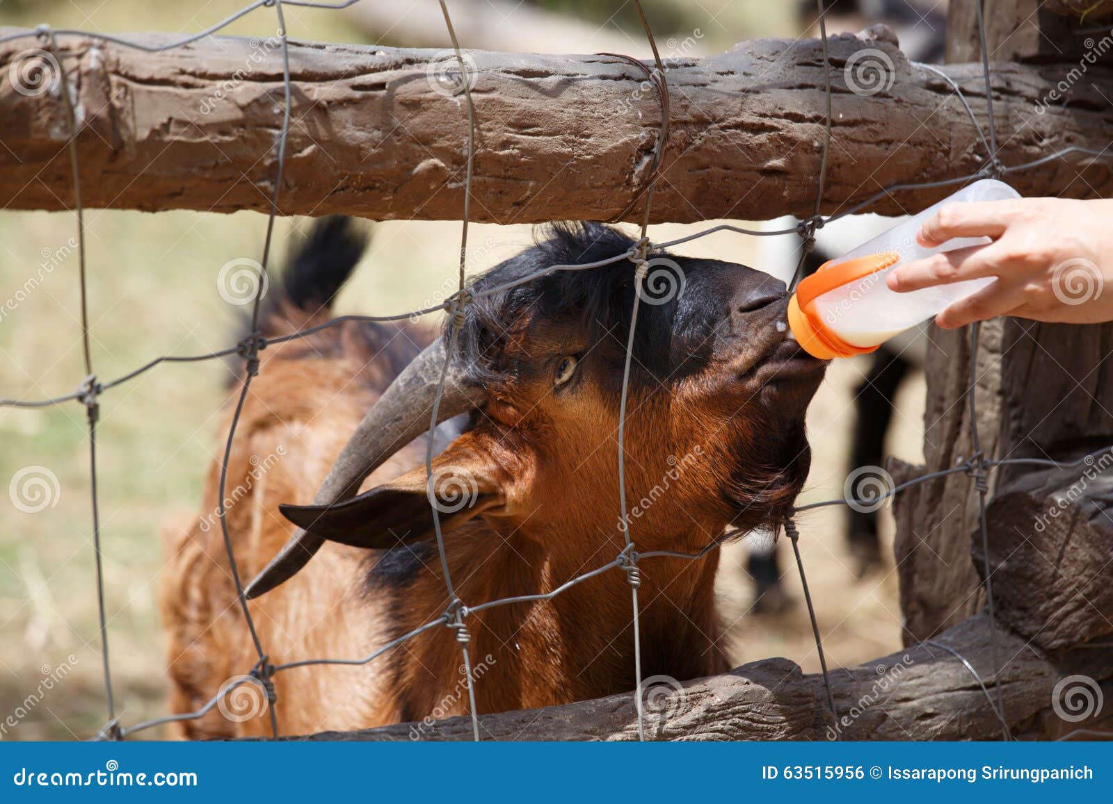 Feeding goat with a milk stock photo. Image of hungry - 63515956