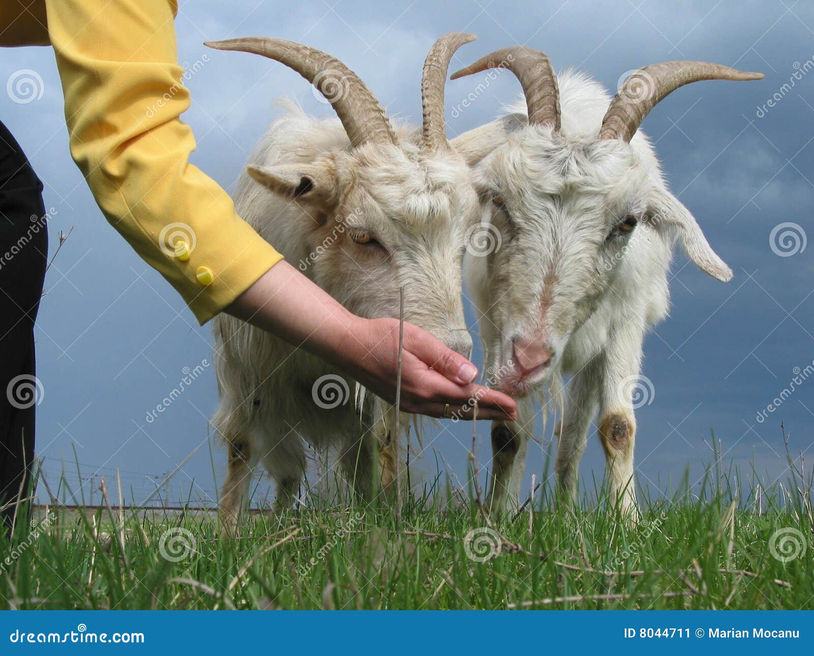 Feeding goats stock image. Image of golden, farm, elegant - 8044711