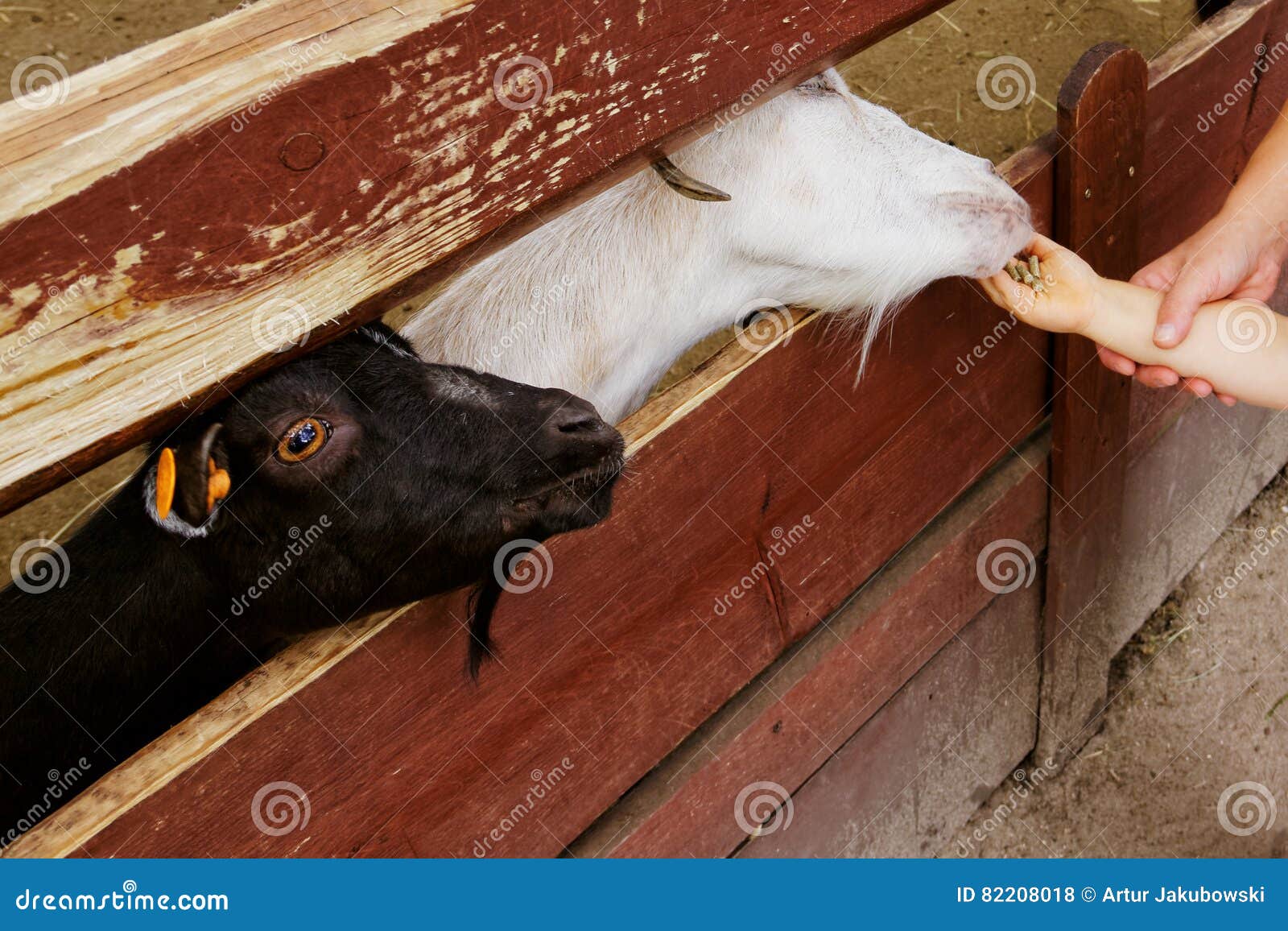 Feeding goats at the zoo stock photo. Image of field - 82208018