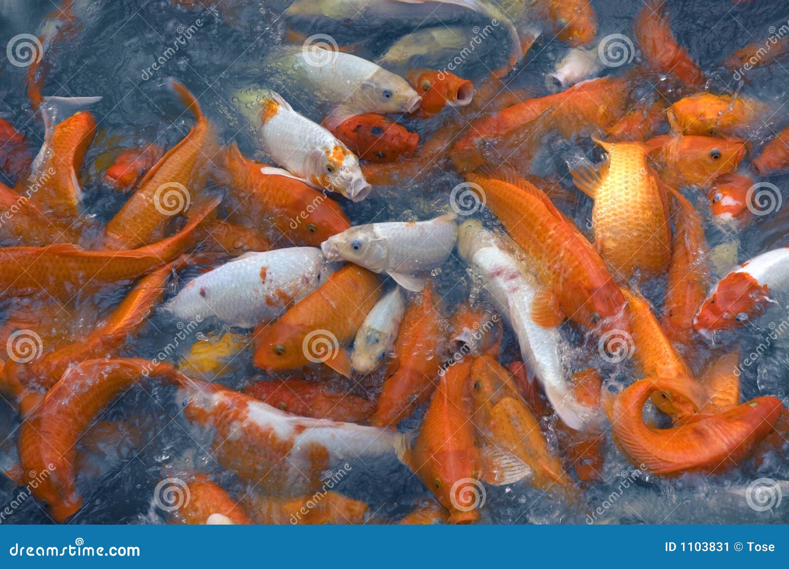 Frantic Fish Stock Photos - Free & Royalty-Free Stock Photos from ...