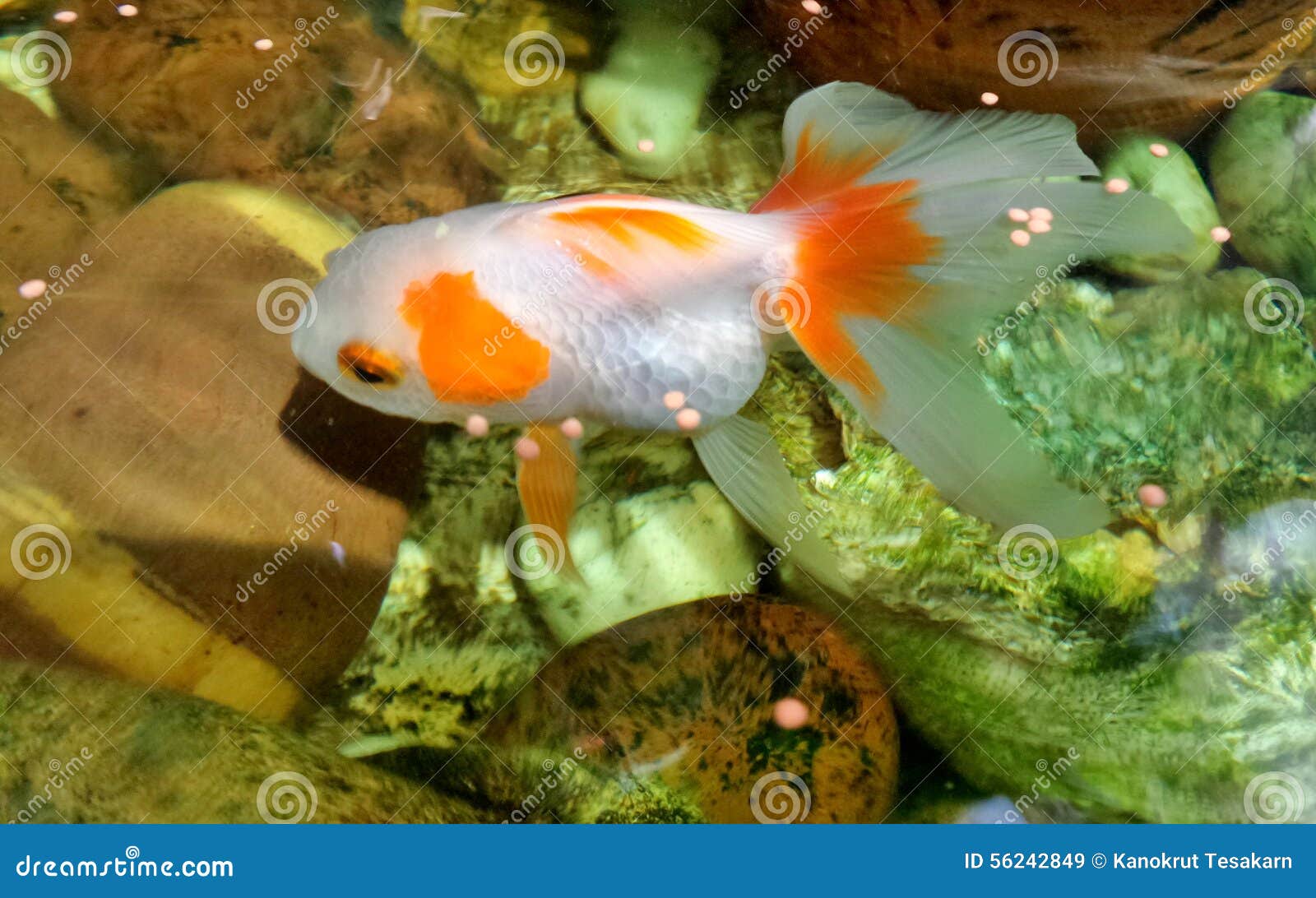 Feeding Gold Fish in Clear Water Pond Stock Image - Image of fauna ...