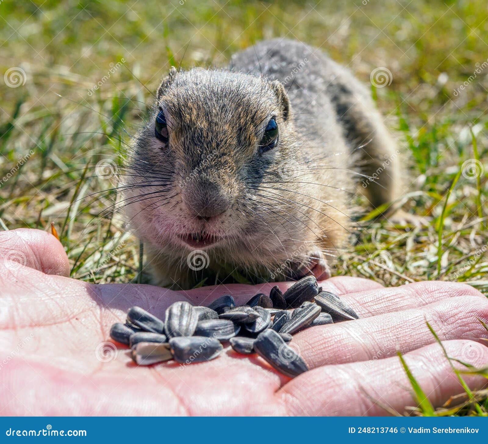 Feeding Gophers by Human at Wild Nature. Gopher is Eating from Human ...