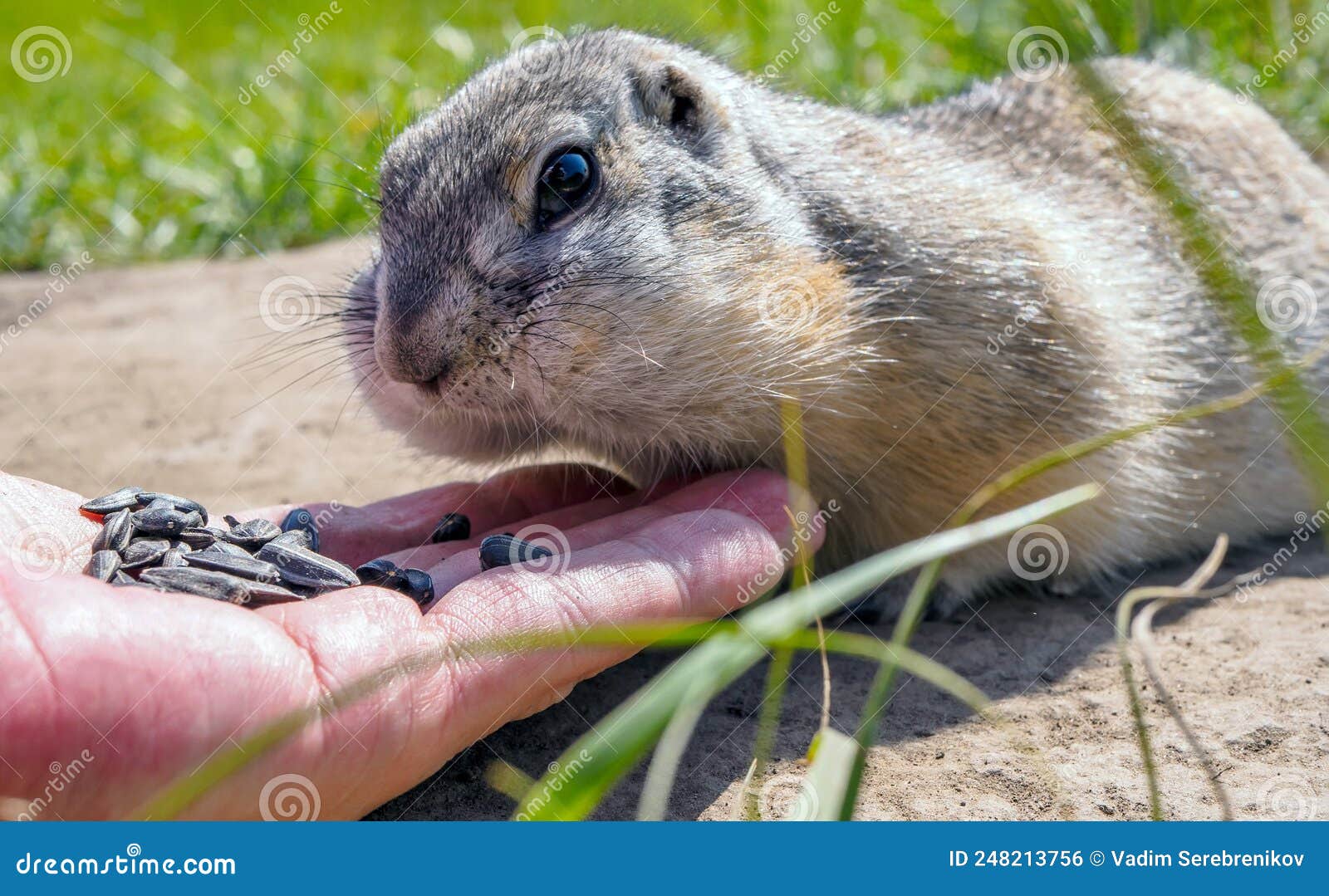 Feeding Gophers by Human at Wild Nature. Gopher is Eating from Human ...