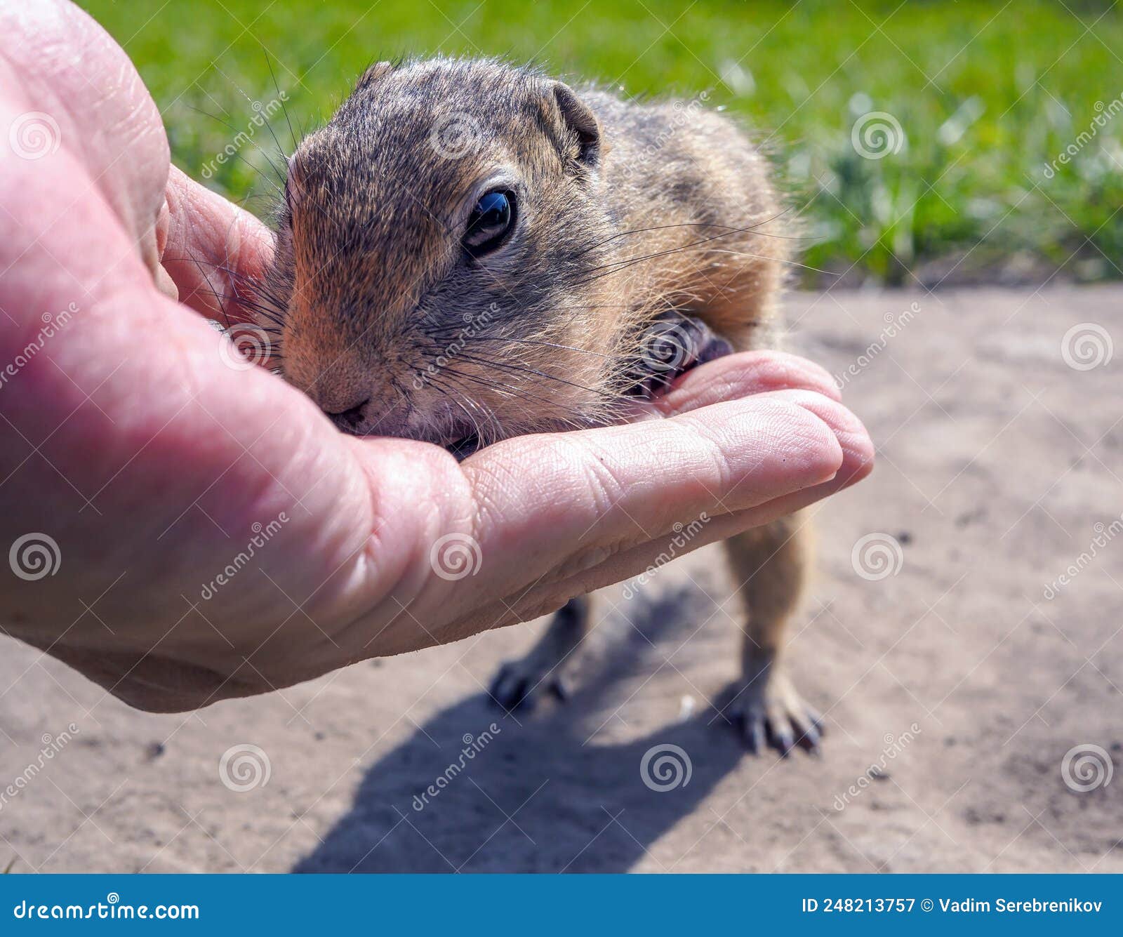 Feeding Gophers by Human at Wild Nature. Gopher is Eating from Human ...