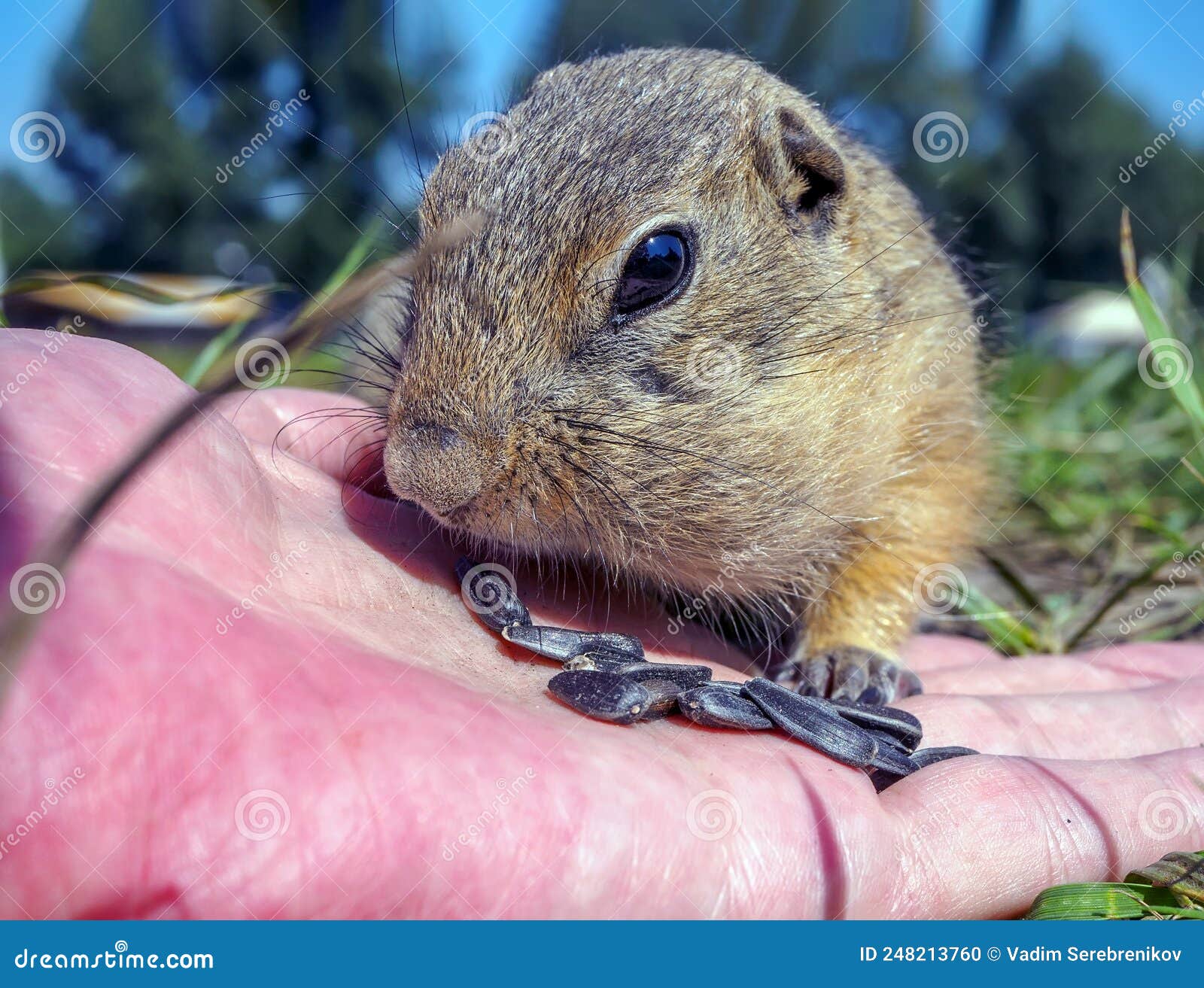 Feeding Gophers by Human at Wild Nature. Gopher is Eating from Human ...