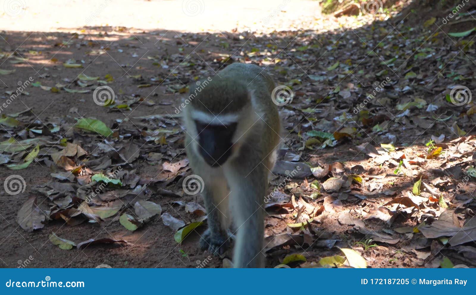 Monkey Take Nuts Directly from the Operators Hand Stock Video - Video ...