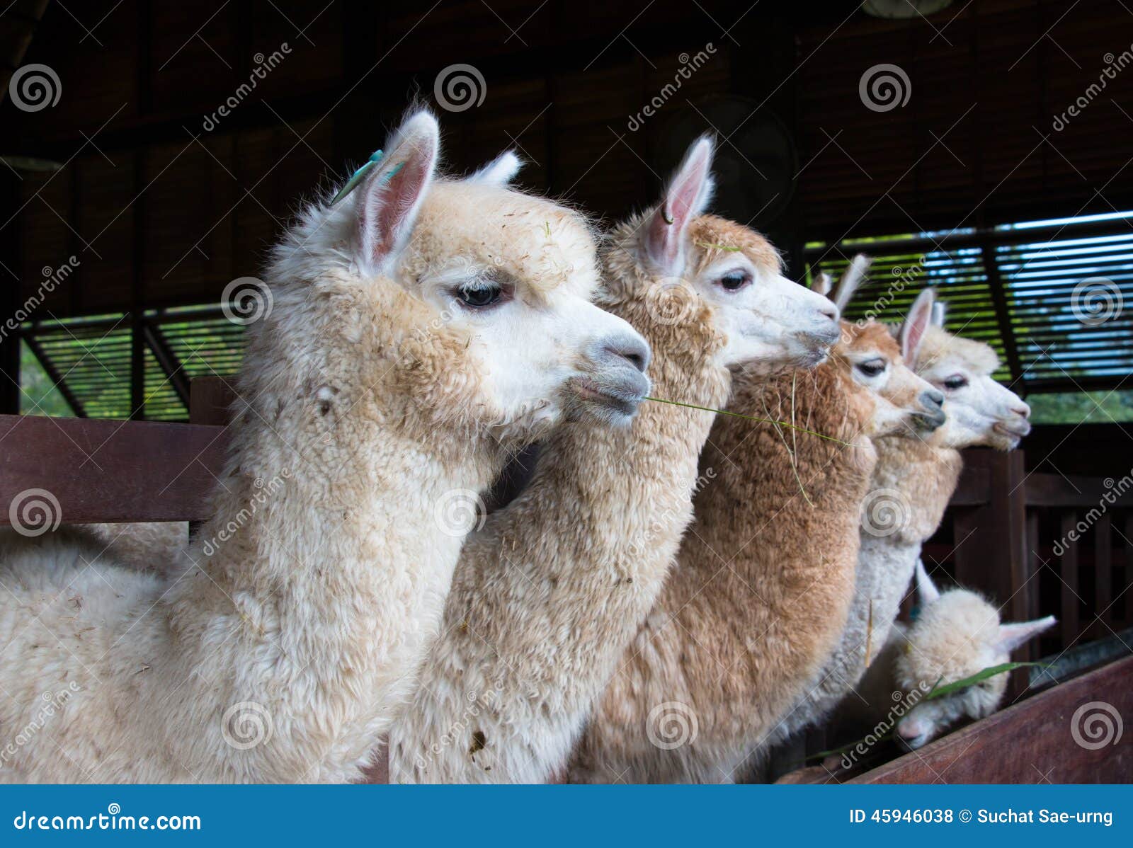 Feeding Group of Alpaca in the Barn Stock Photo - Image of rural, coat ...