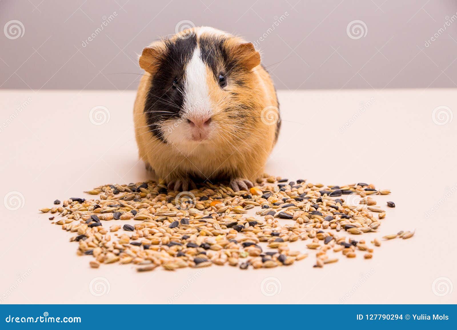 Feeding guinea pig. stock photo. Image of domestic, animals - 127790294