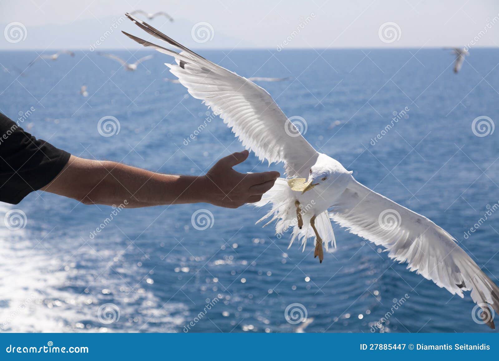 Feeding the gulls by hand stock image. Image of blue - 27885447