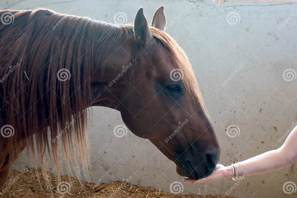 The feeding hand stock photo. Image of feeding, texas, amitai - 186812