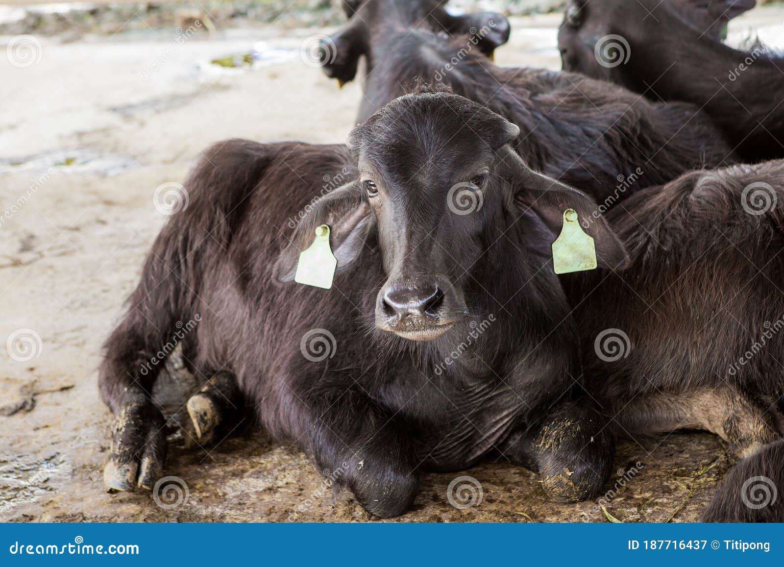 Feeding hay buffalo farm stock image. Image of agriculture - 187716437