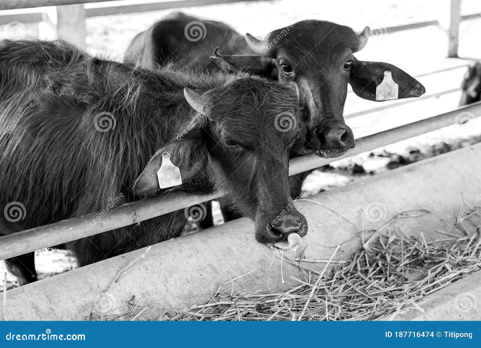 Feeding hay buffalo farm stock photo. Image of buffalo - 187716474