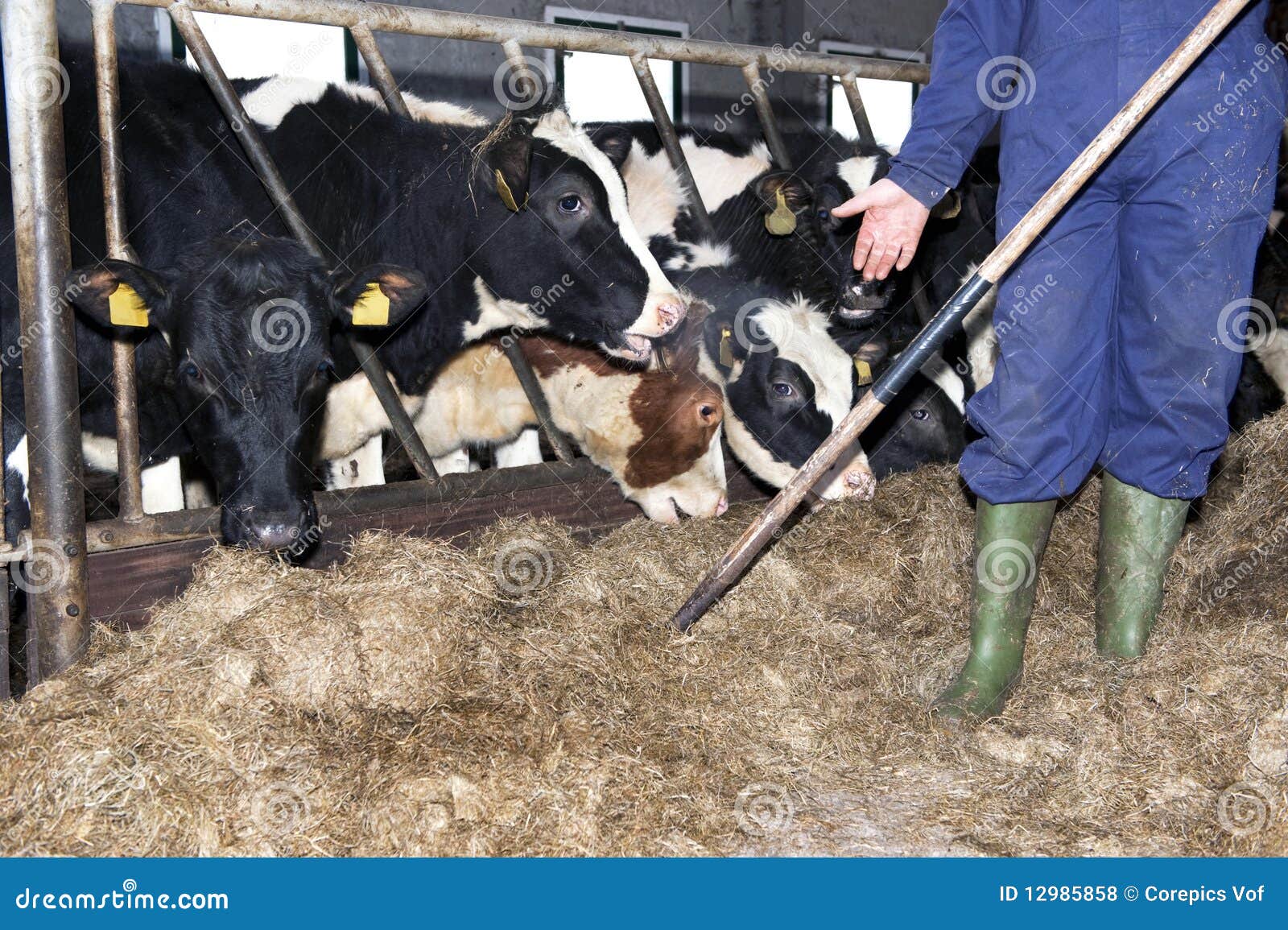 Feeding heifer stock photo. Image of overalls, fork, cattle - 12985858