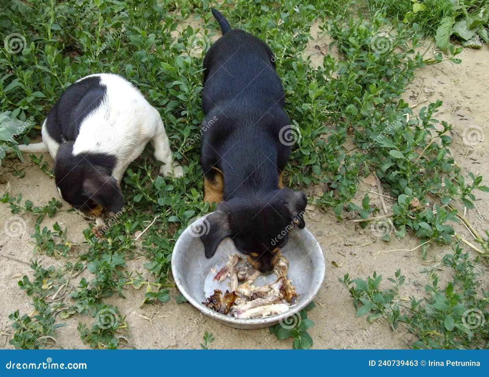 Feeding Homeless Dogs Street Help Stock Image - Image of holds, charity ...