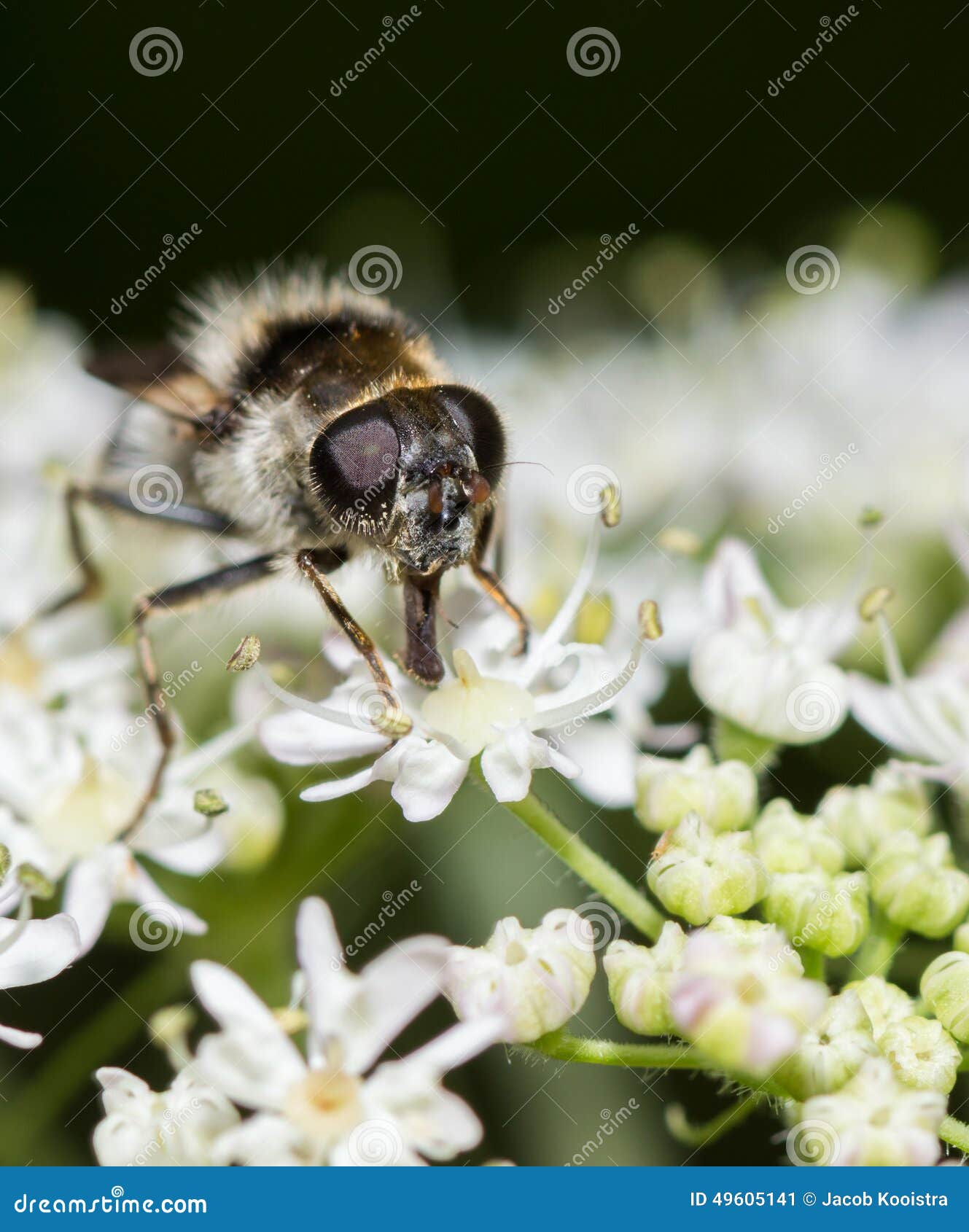 Feeding hoverfly stock image. Image of insect, compound - 49605141