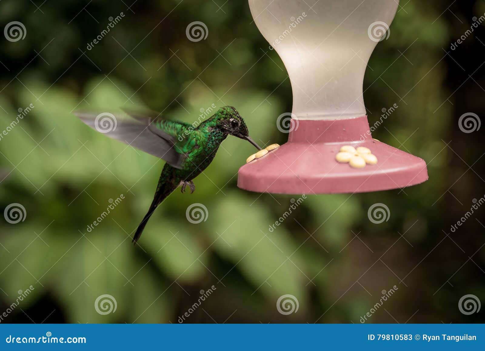 Feeding hummingbird. stock image. Image of tourism, season - 79810583
