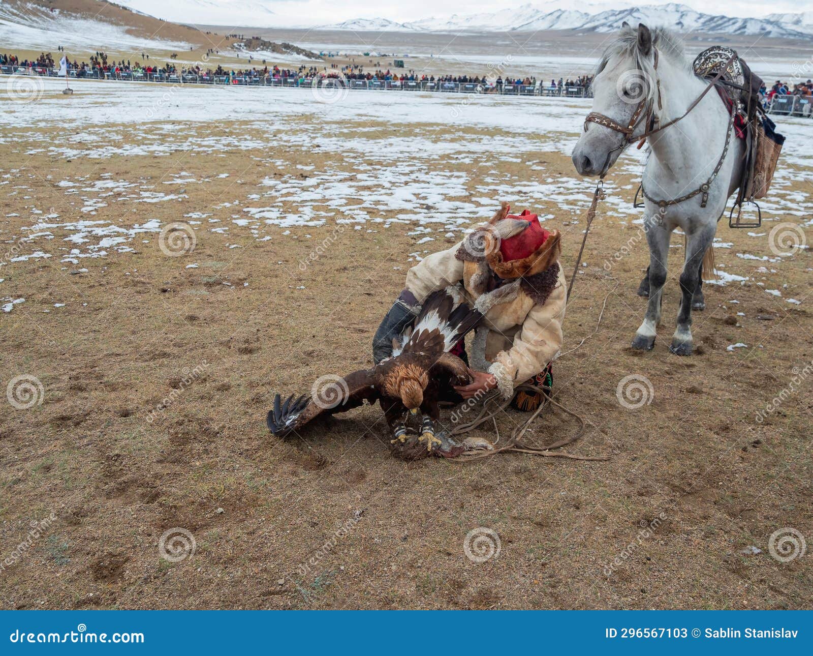 Feeding a Hunting Eagle during Training. Great Predatory Golden Eagle ...