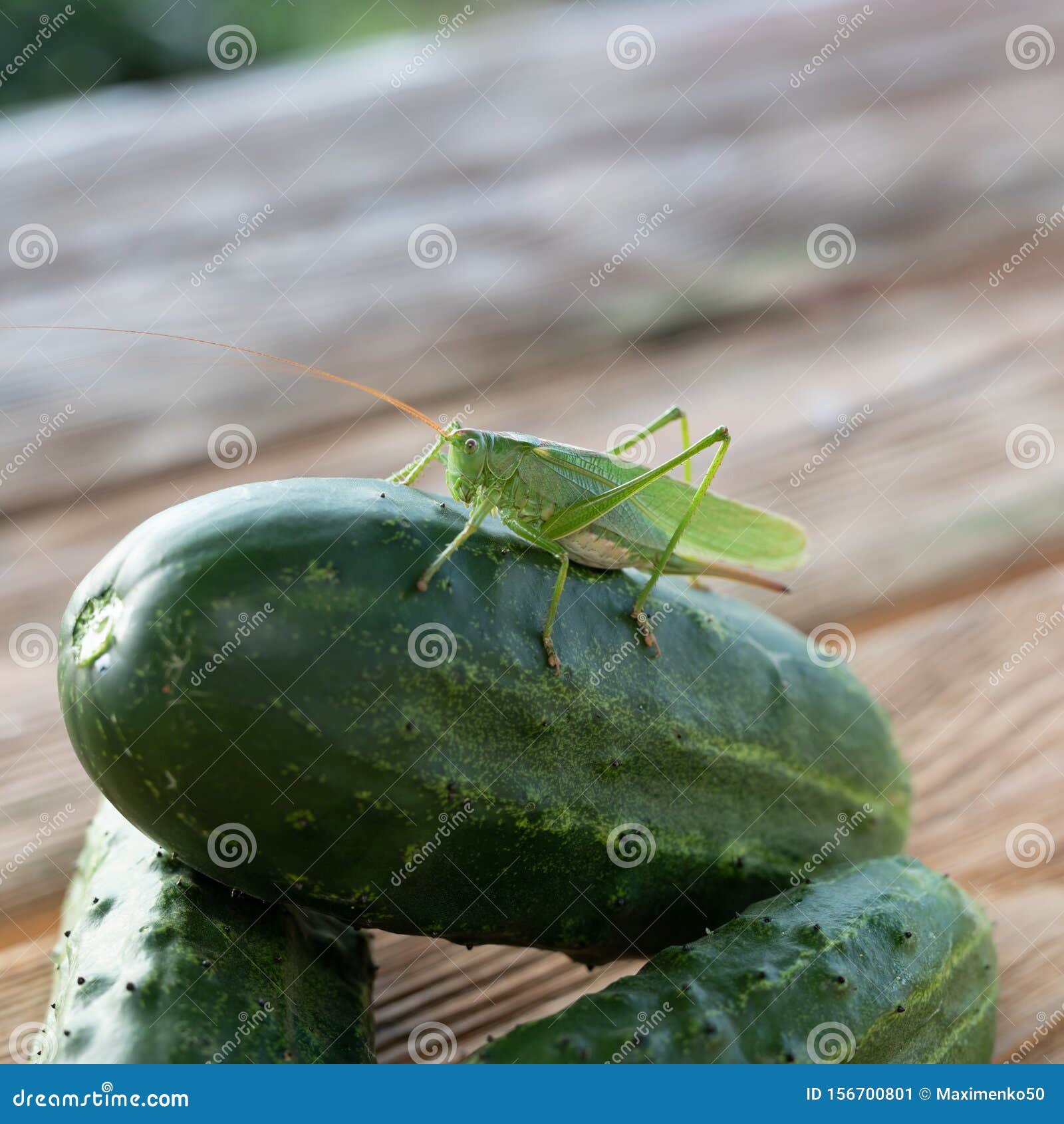 Feeding Insect on Cucumber Desert Locust or Grasshopper Stock Image ...