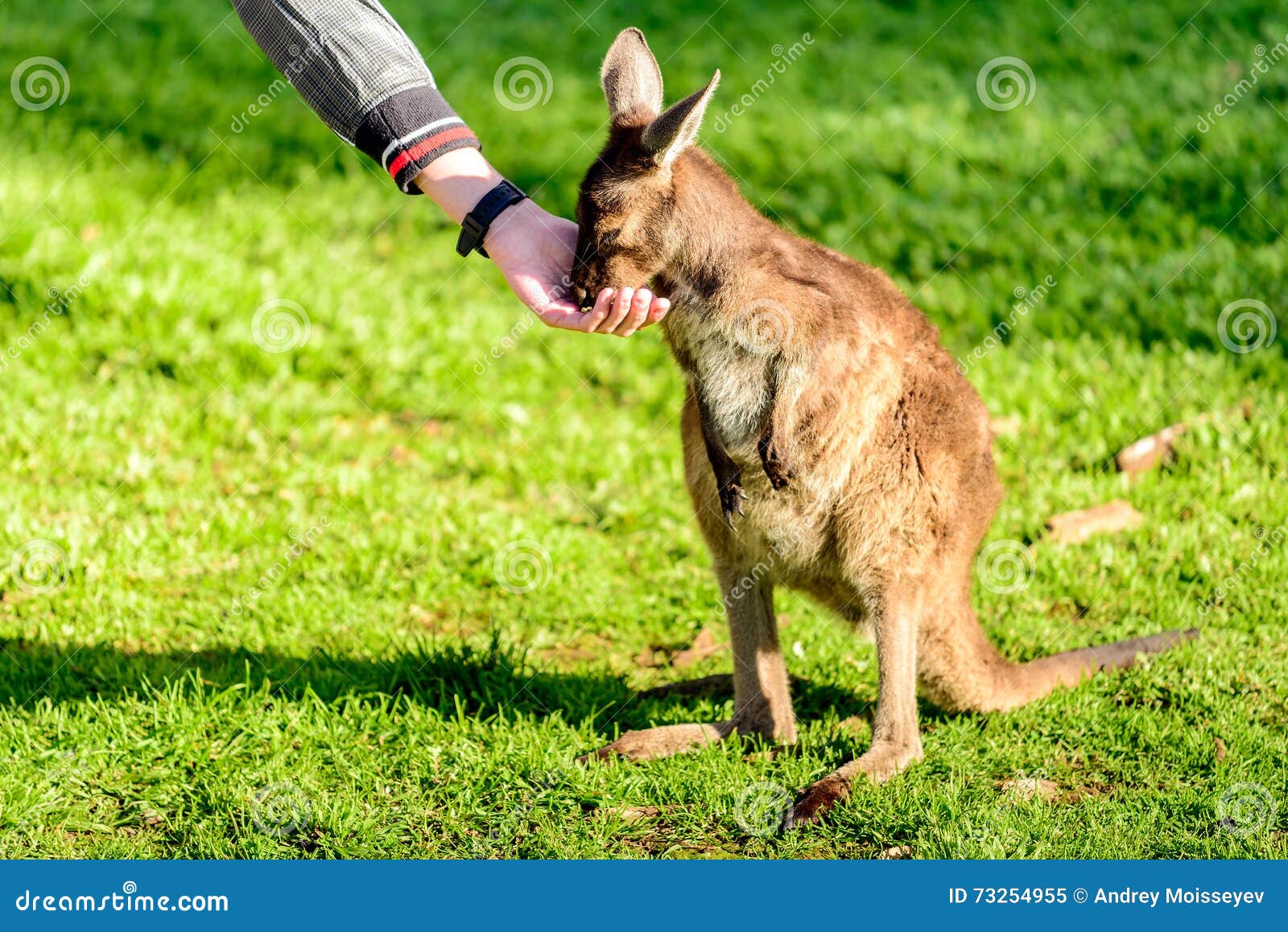 Feeding kangaroo from hand stock image. Image of adorable - 73254955