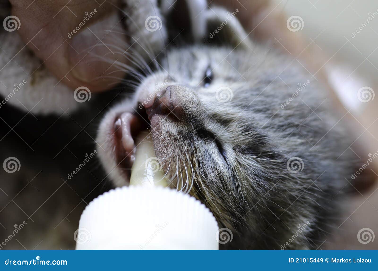 Feeding a kitten stock image. Image of stray, orphan - 21015449