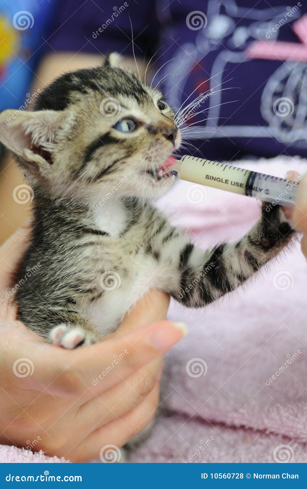 Feeding kitty stock photo. Image of animal, mammal, eyes - 10560728