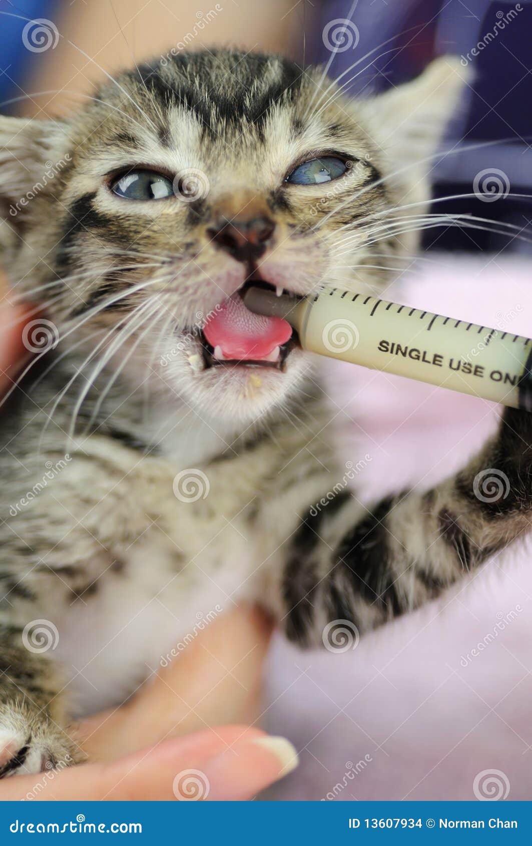 Feeding kitty stock photo. Image of cute, feline, feeding - 13607934