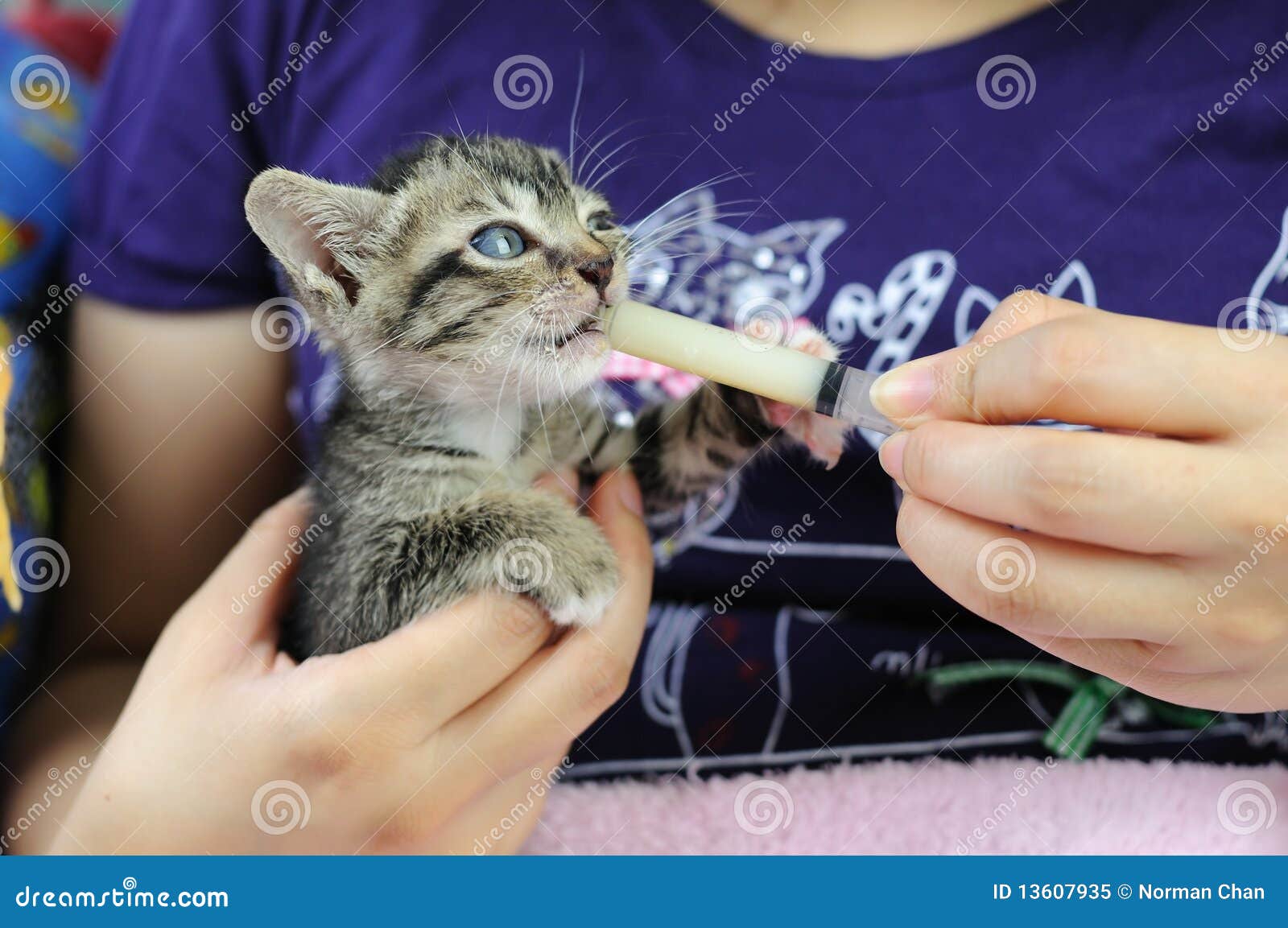 Feeding kitty stock image. Image of lovable, young, feline - 13607935
