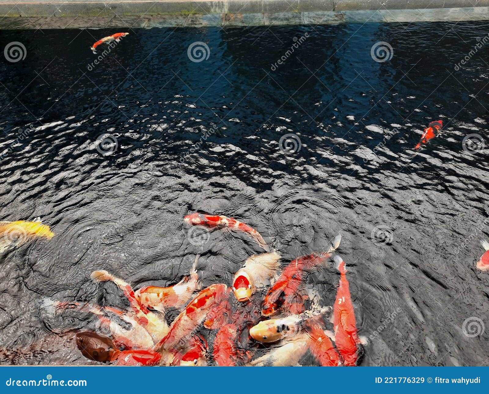 Feeding koi fish stock image. Image of water, dish, animal - 221776329