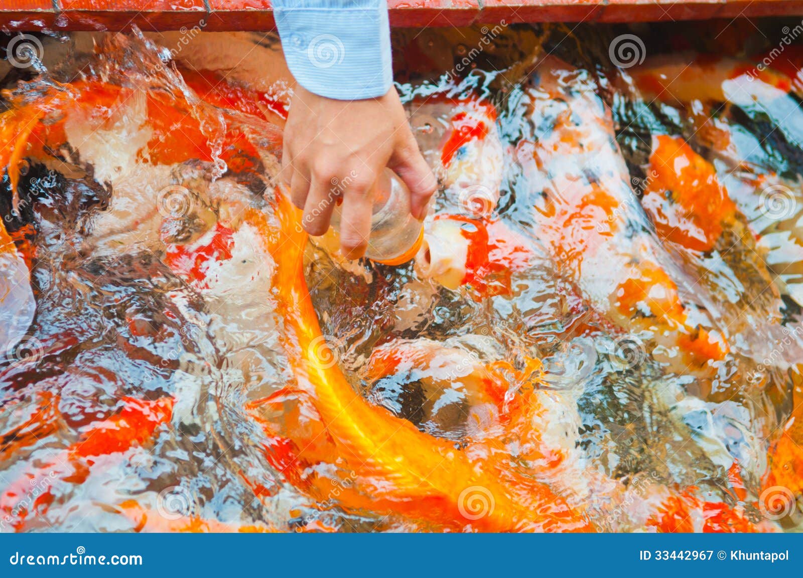 Feeding Koi Fish with Milk Bottle Stock Image - Image of lake, fish ...