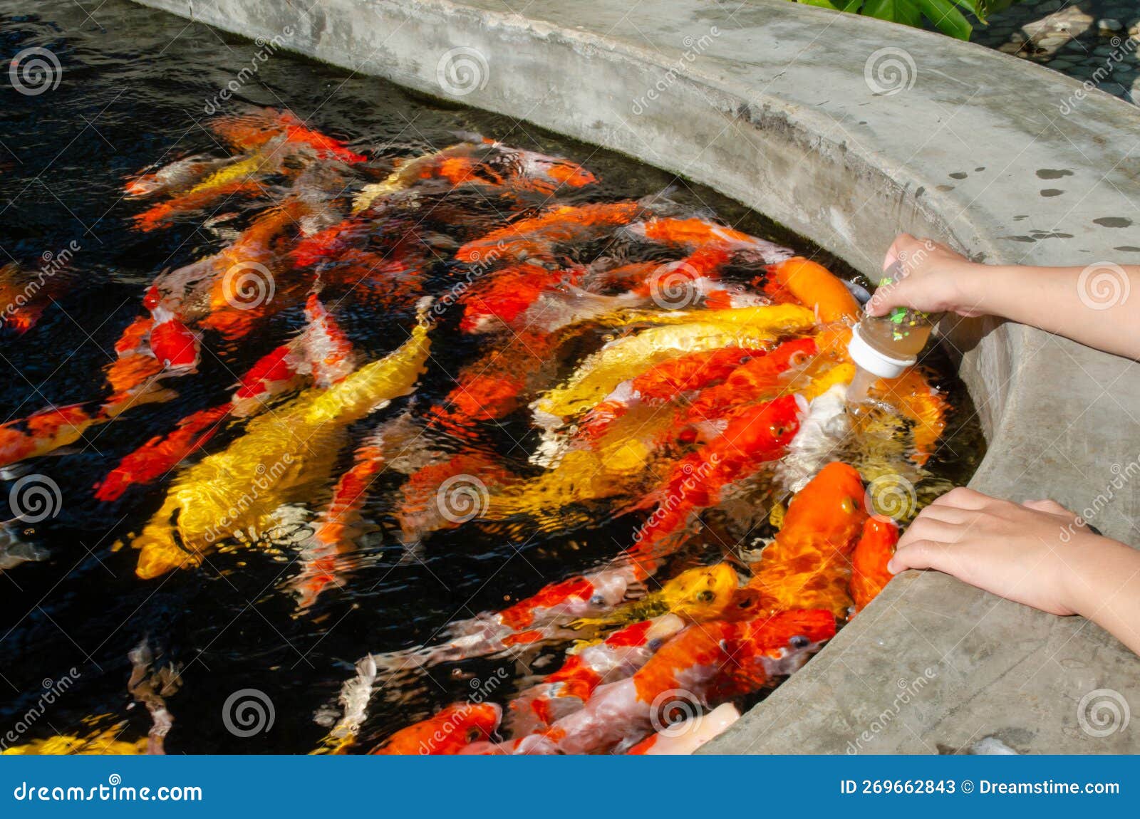 Feeding a Koi Fish with Milk in the Pond Stock Image - Image of asia ...