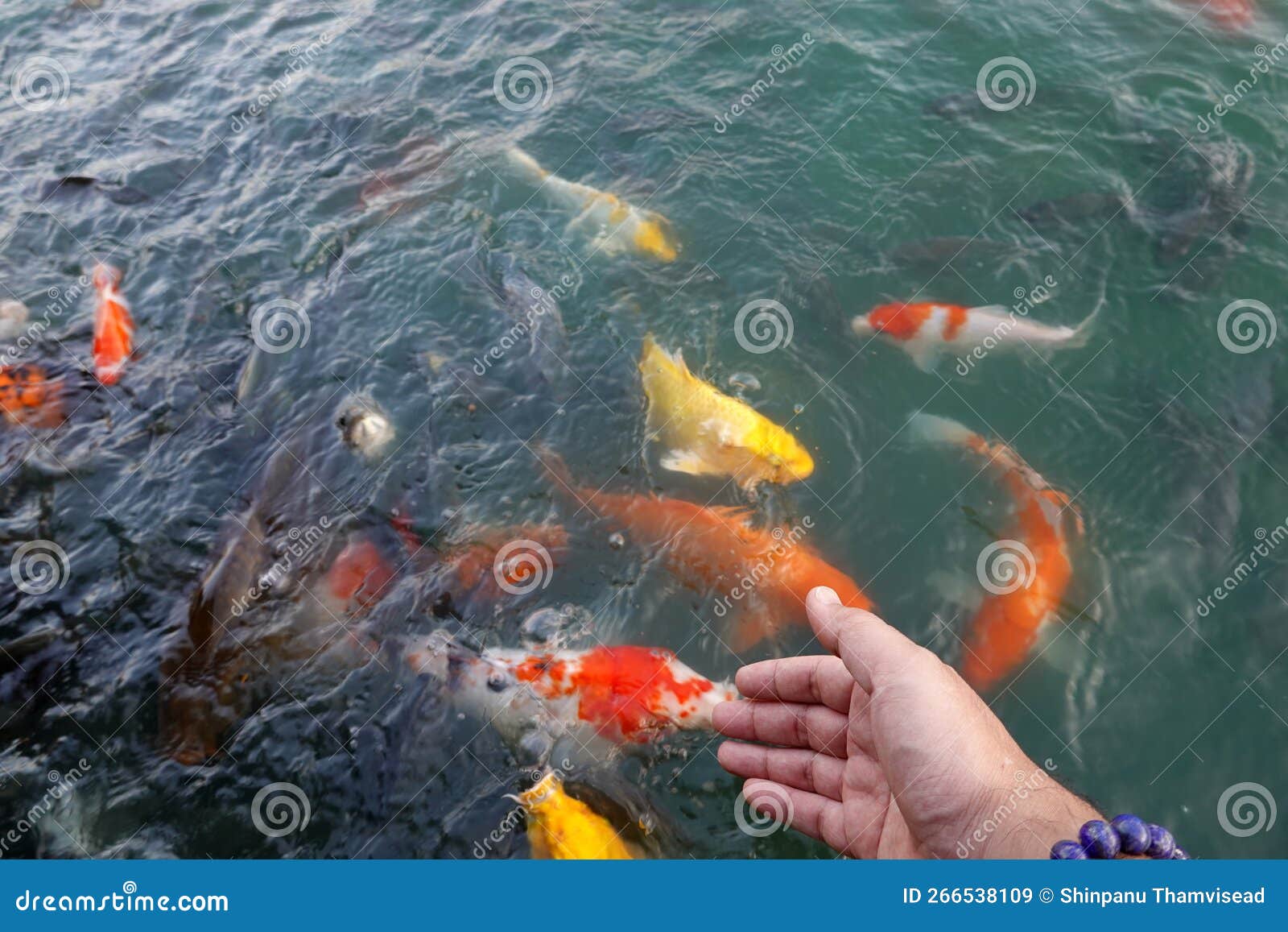 Feeding Koi Fish in the Pond. Selective Focus Stock Image - Image of ...