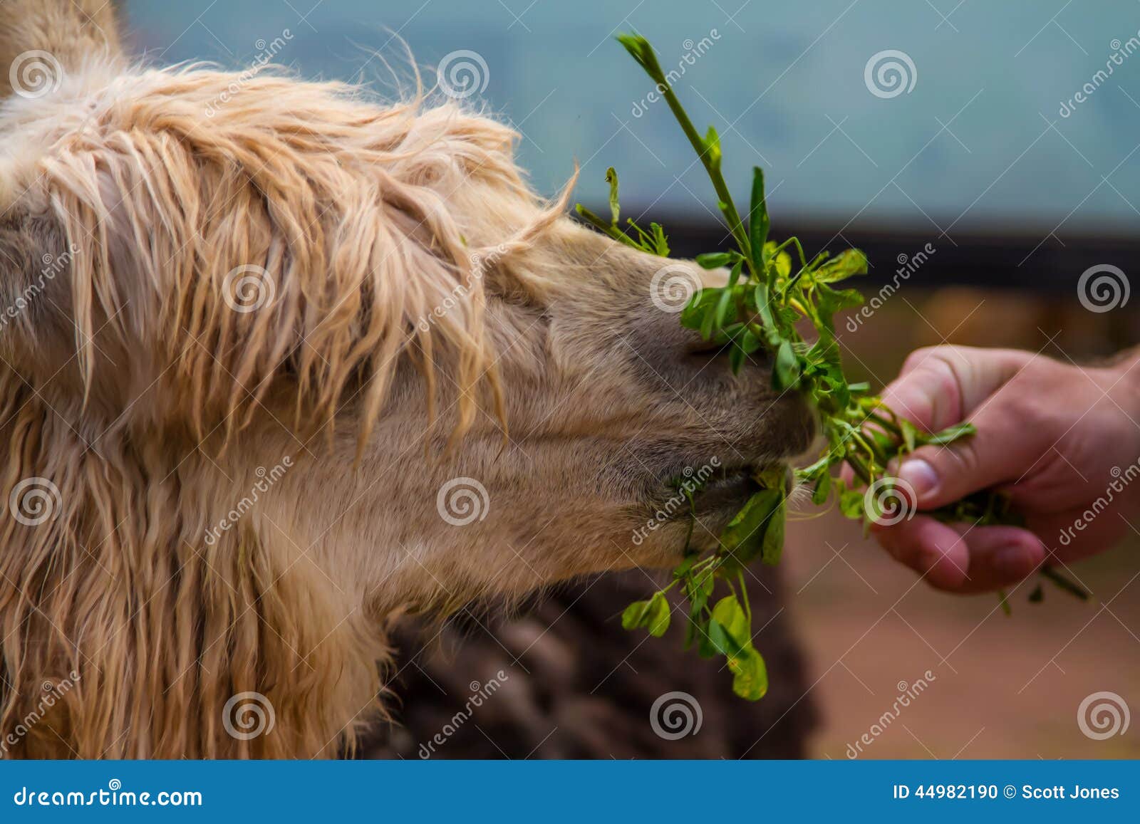 Feeding a Lama stock photo. Image of hand, domestic, alfalfa - 44982190
