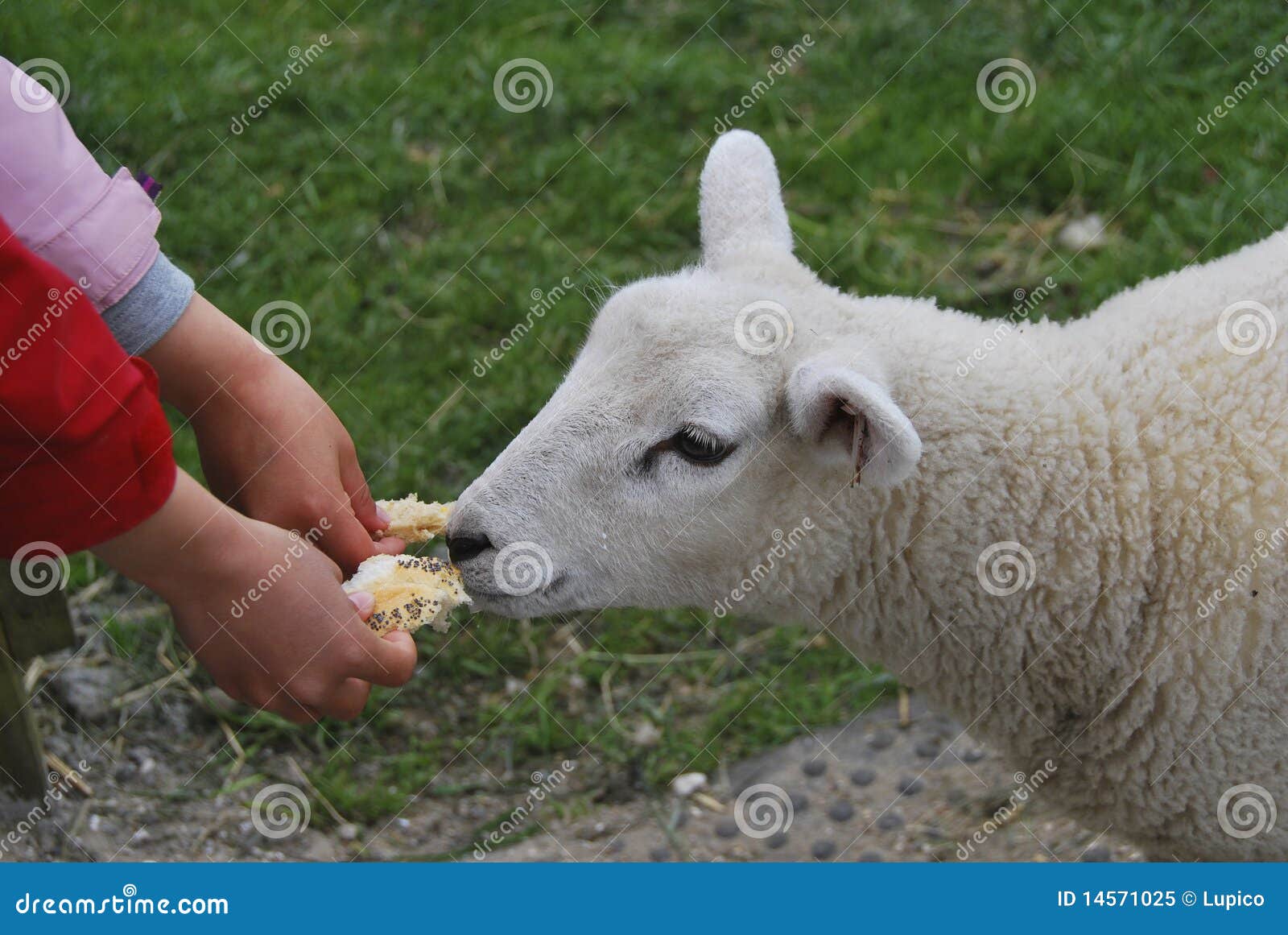 Feeding the Lamb stock image. Image of green, farm, animal - 14571025