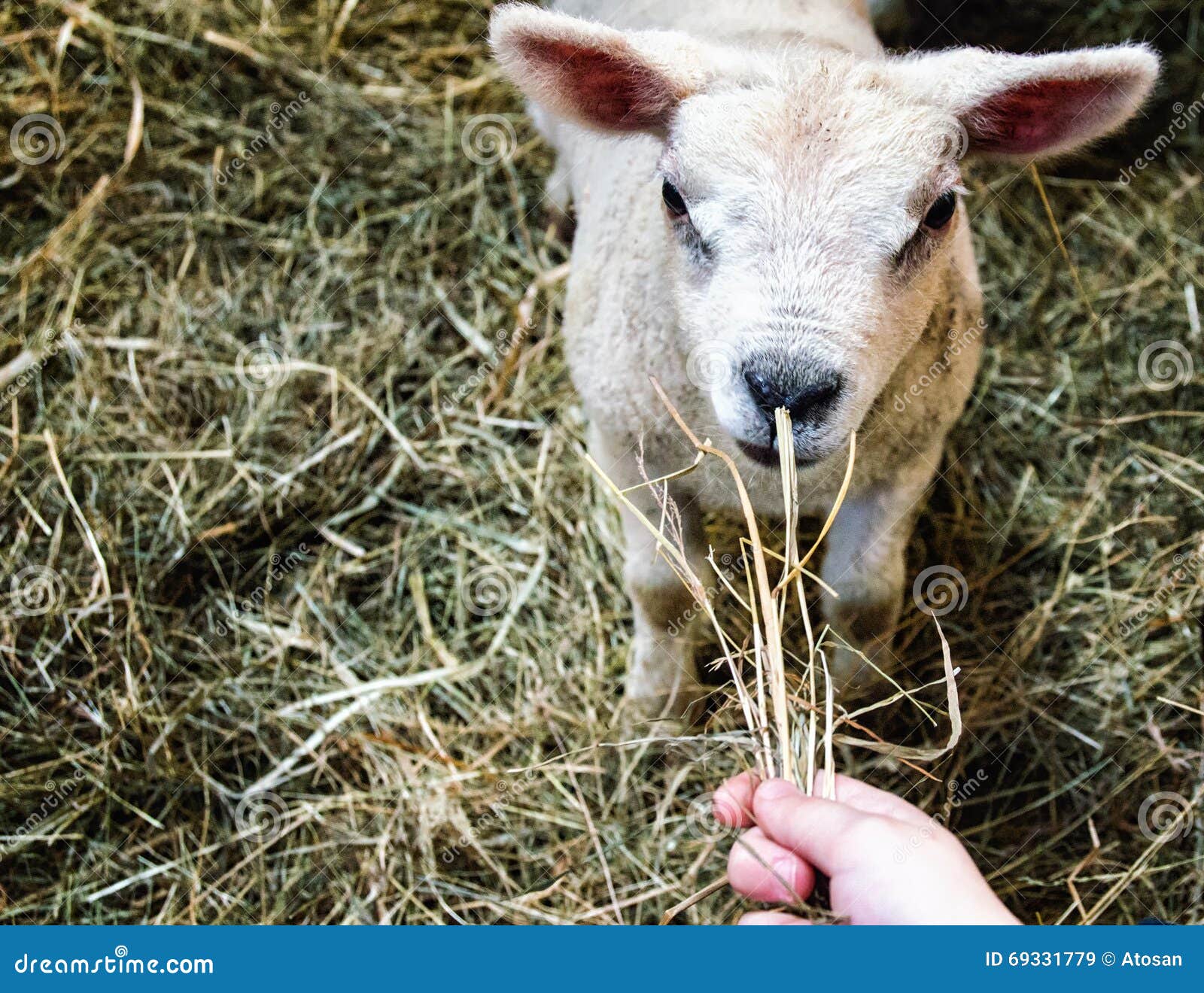 Feeding a Lamb stock image. Image of feed, farm, nature - 69331779